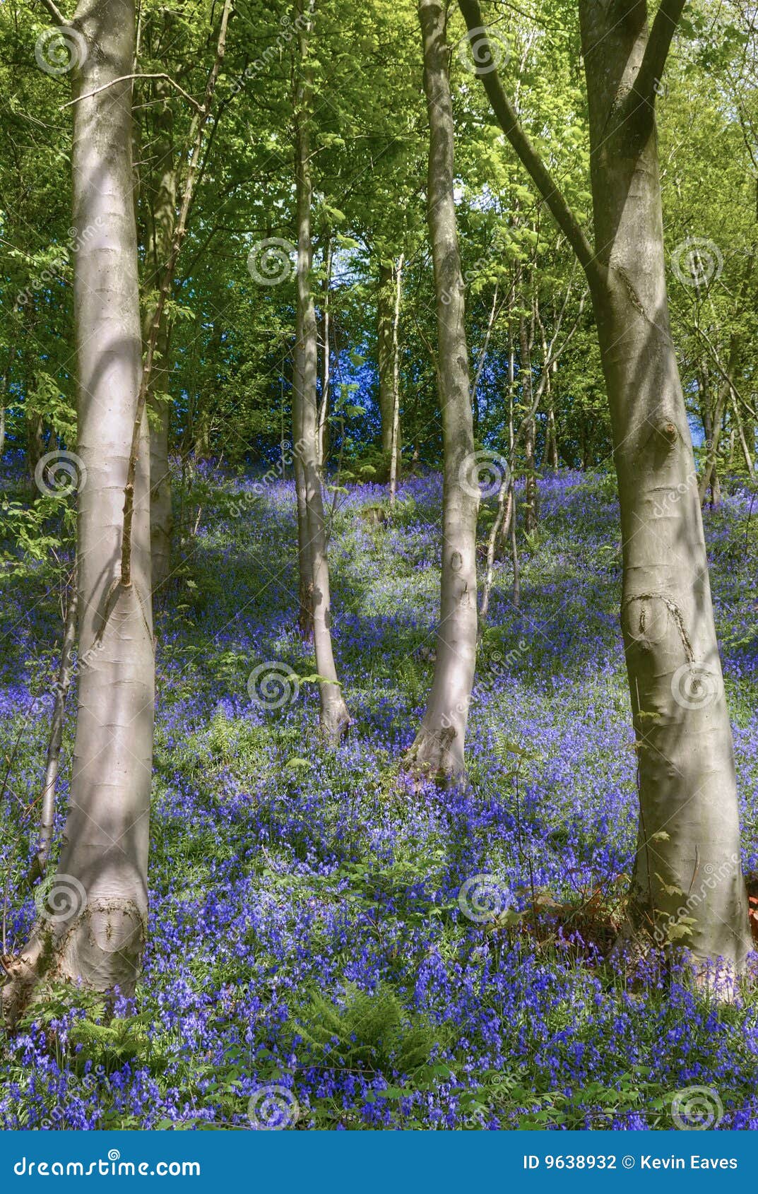 Bluebells in wood stock photo. Image of forest, deserted - 9638932