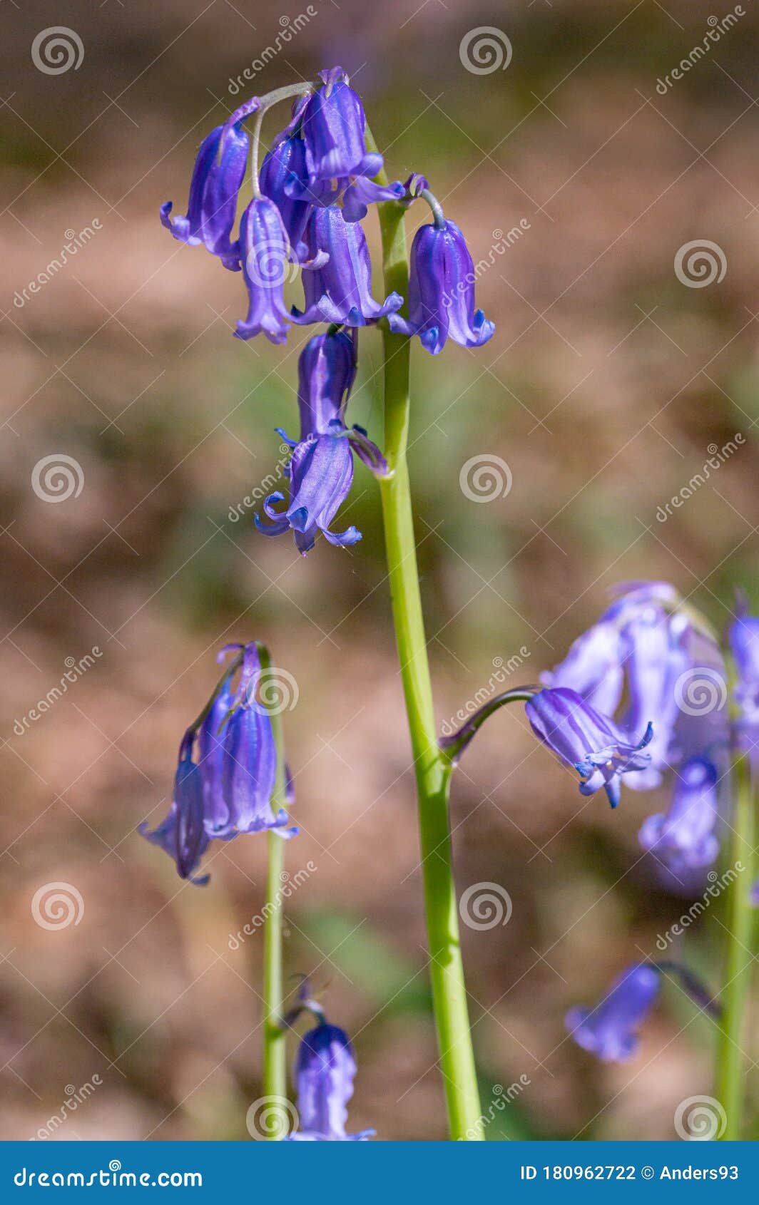 Springtime bluebell forest stock photo. Image of honey - 180962722