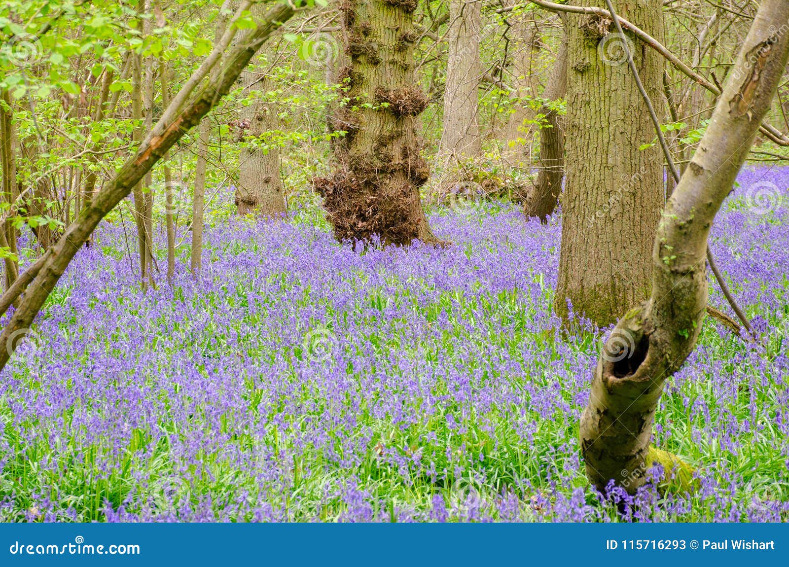 Bluebells in Woodland in Spring Stock Image - Image of springtime, blue ...