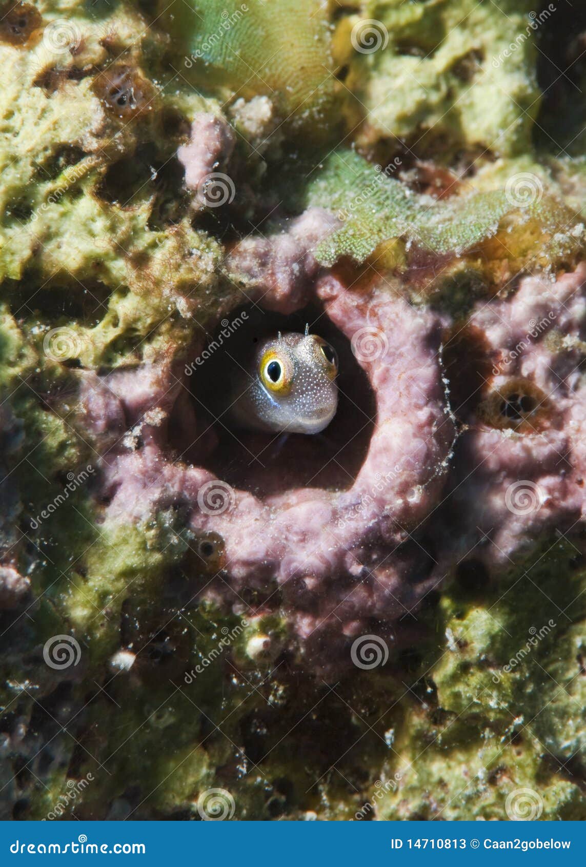 Bluebelly blenny. stock image. Image of animal, security - 14710813