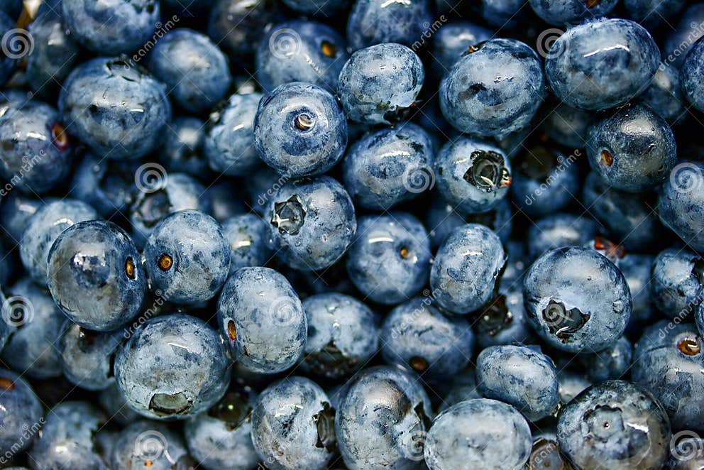 Blueberies stock photo. Image of round, healthy, sweet - 11756030