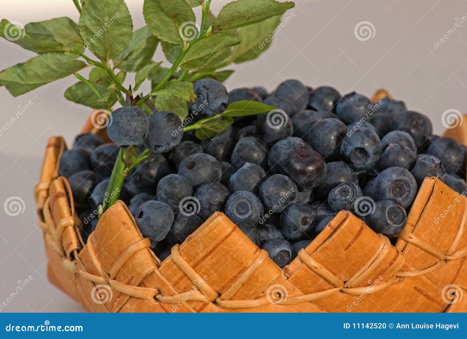 Blueberries stock photo. Image of twig, gathered, picked - 11142520