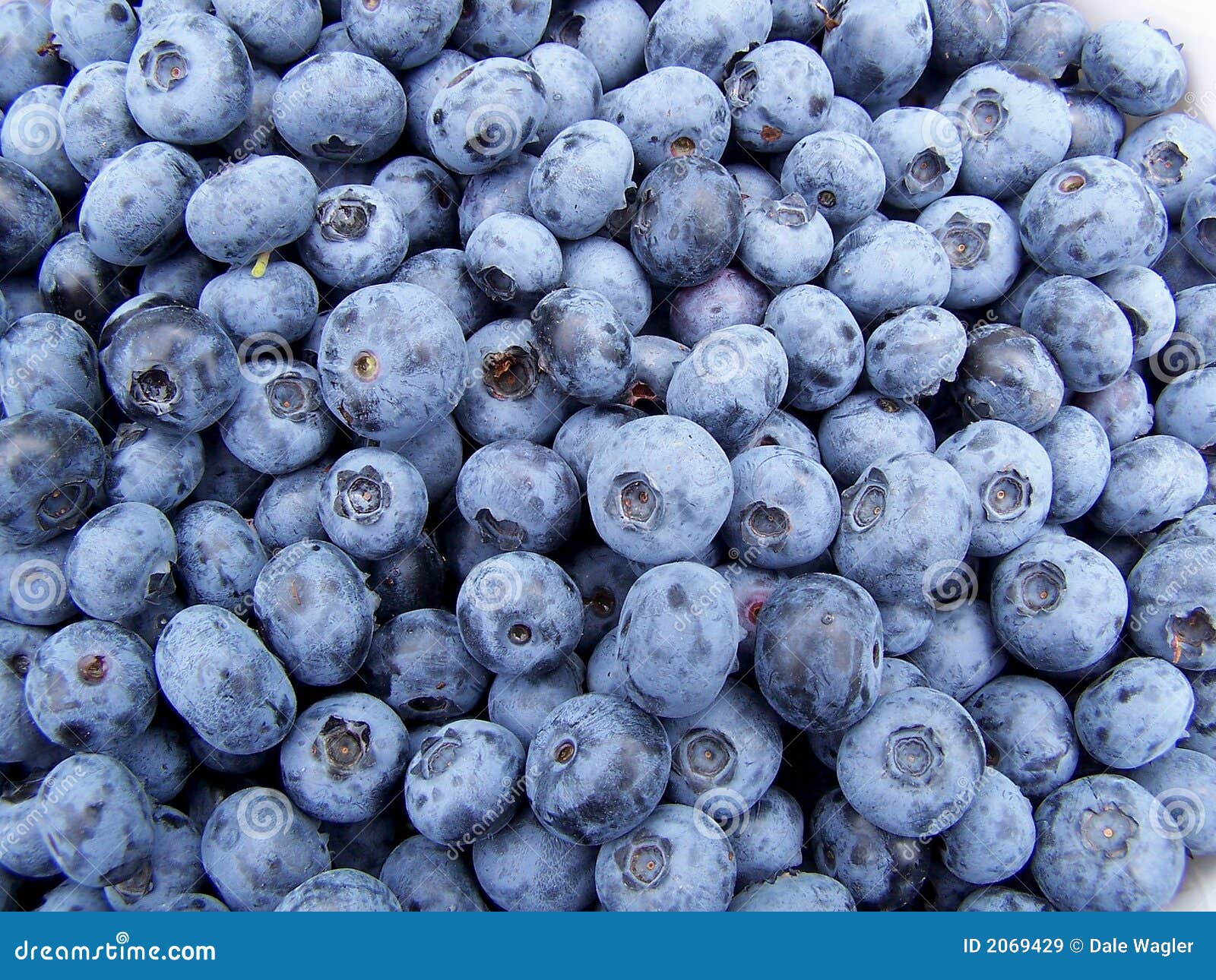 Blueberries stock image. Image of vaccinium, nutrition - 2069429