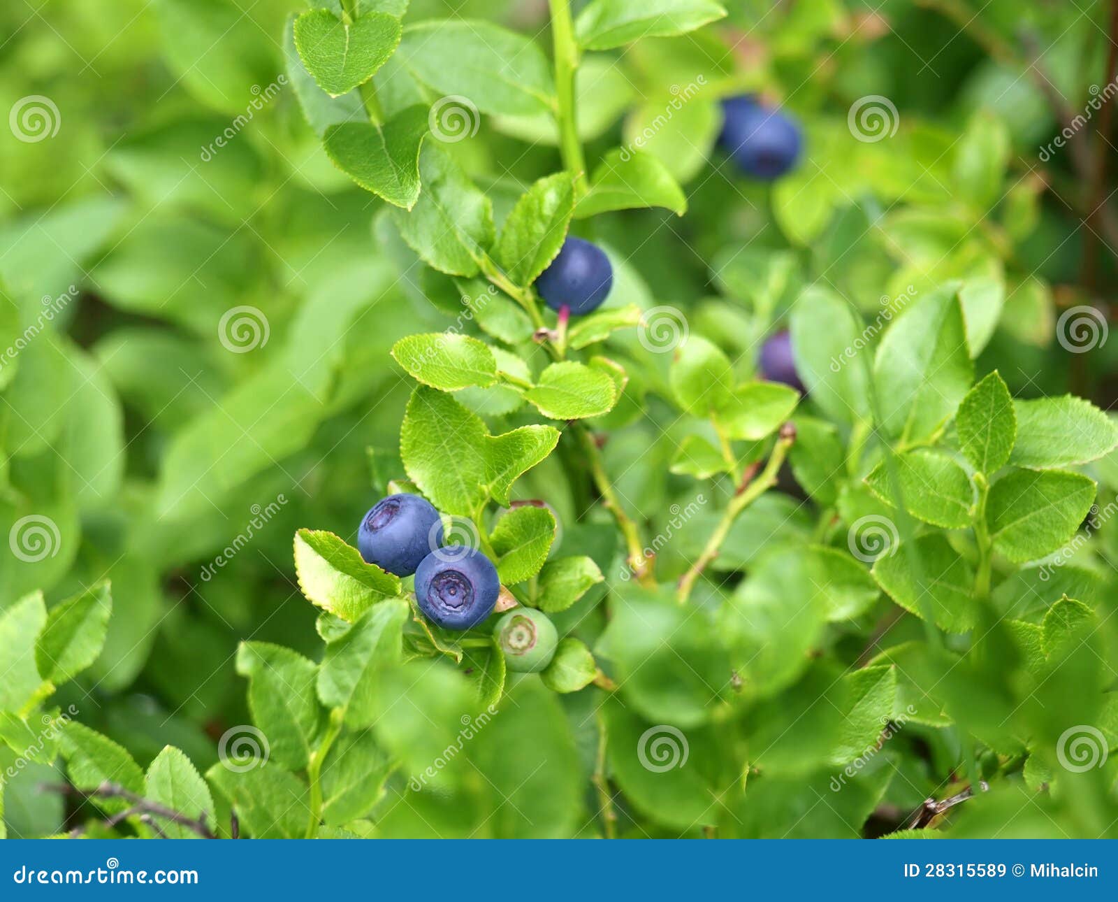 Blueberries stock image. Image of green, blueberries - 28315589