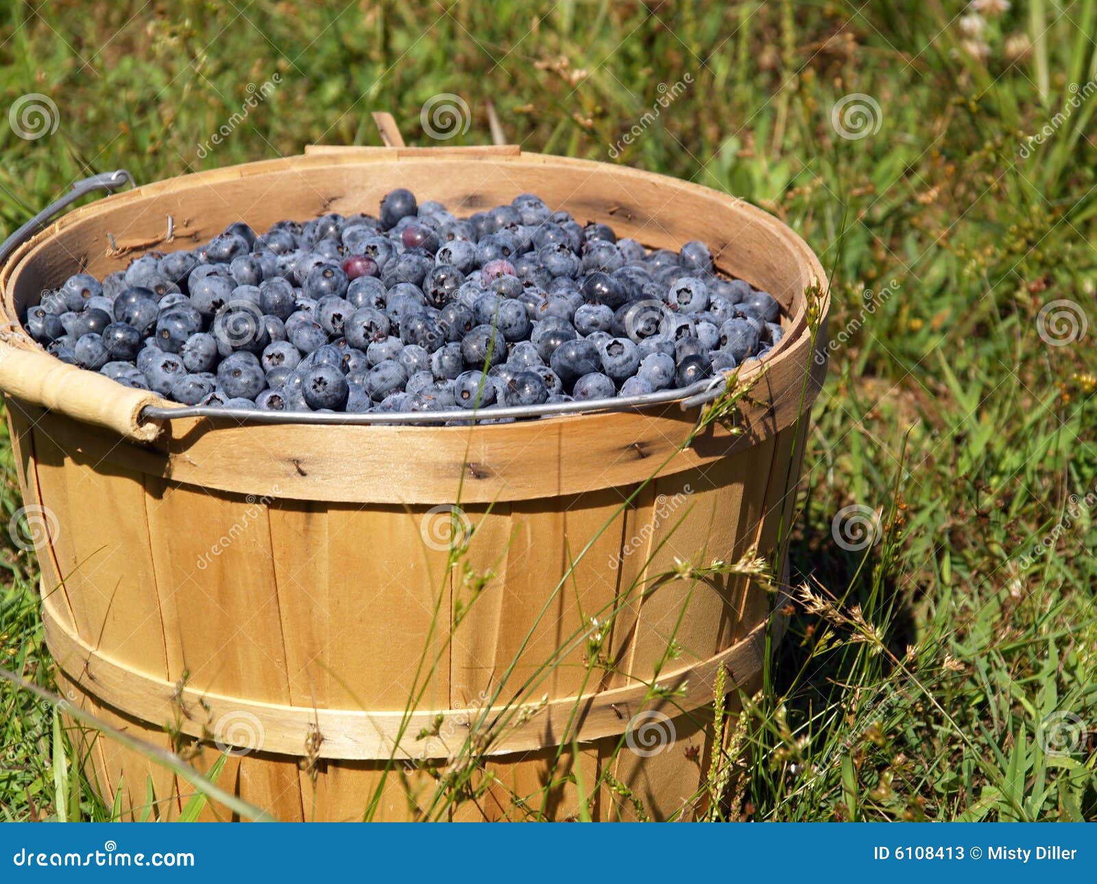 Blueberries in a Basket stock image. Image of blueberry - 6108413