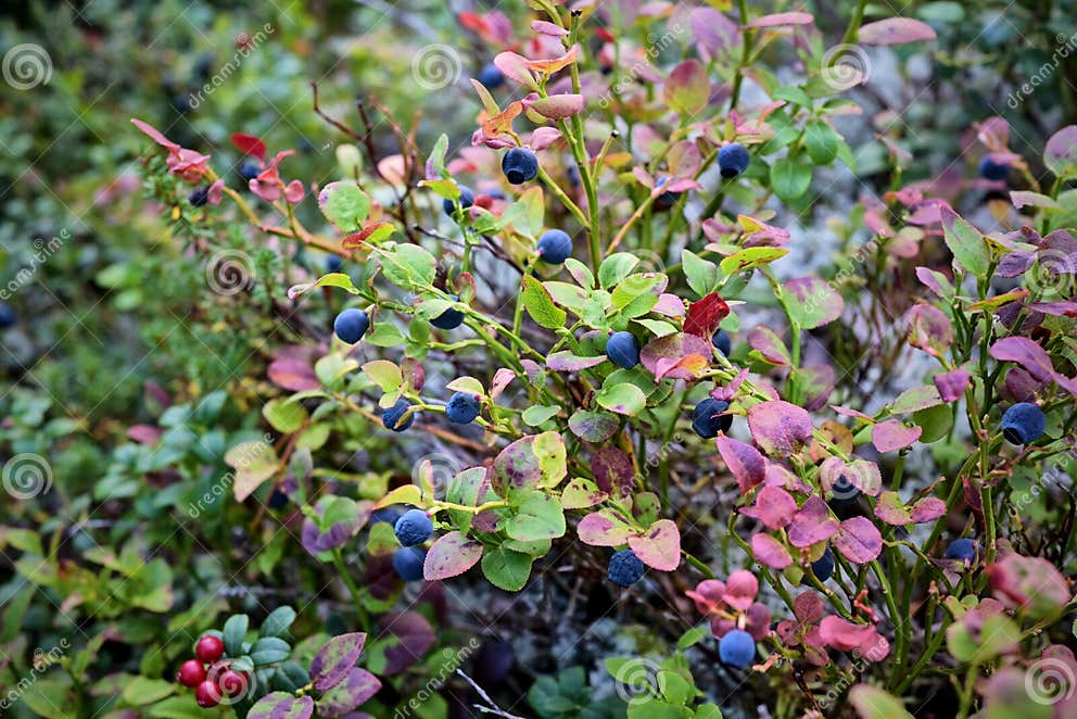 Blueberries, Berries on a Bush in the Forest Stock Photo - Image of ...