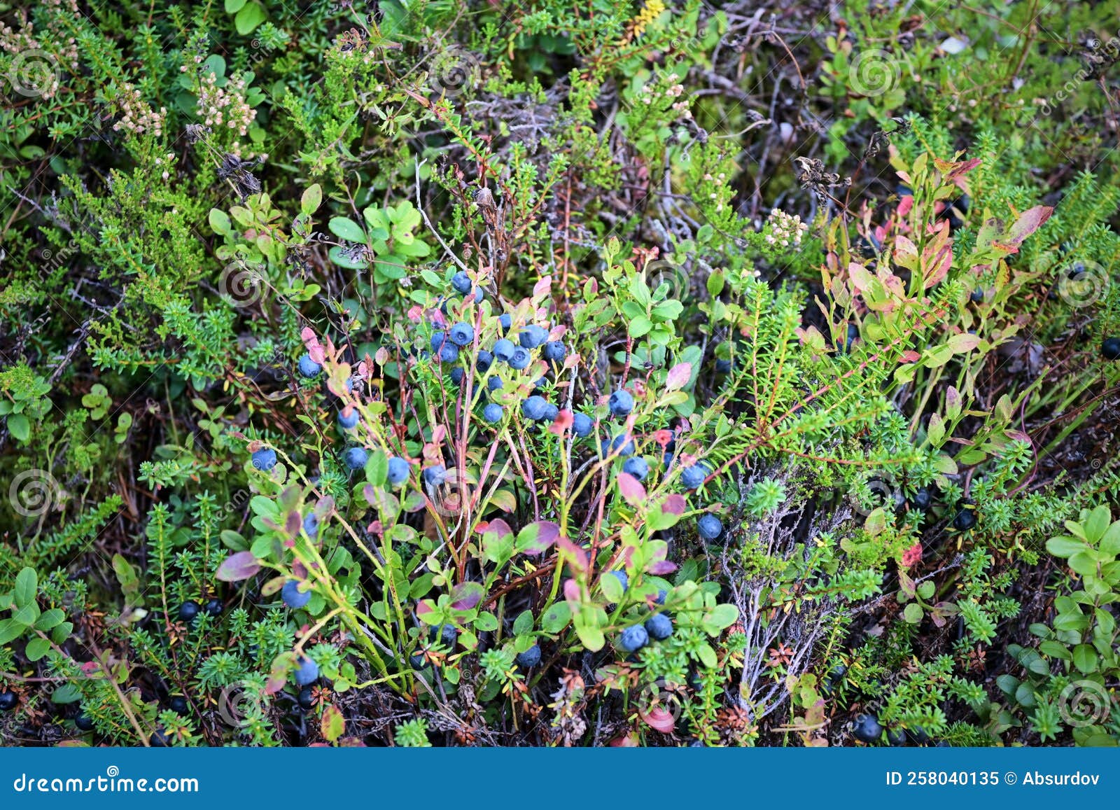 Blueberries, Berries on a Bush in the Forest Stock Image - Image of ...