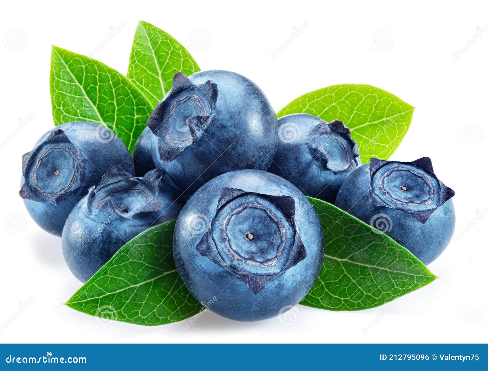 Blueberries with Blueberry Leaves Isolated on a White Background Stock ...