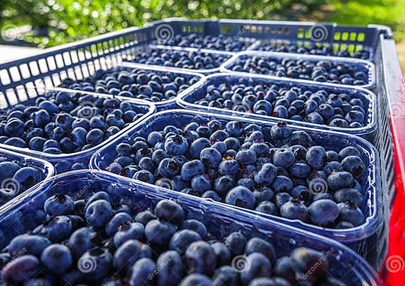 Blueberries in boxes. stock photo. Image of juicy, natural - 327621012