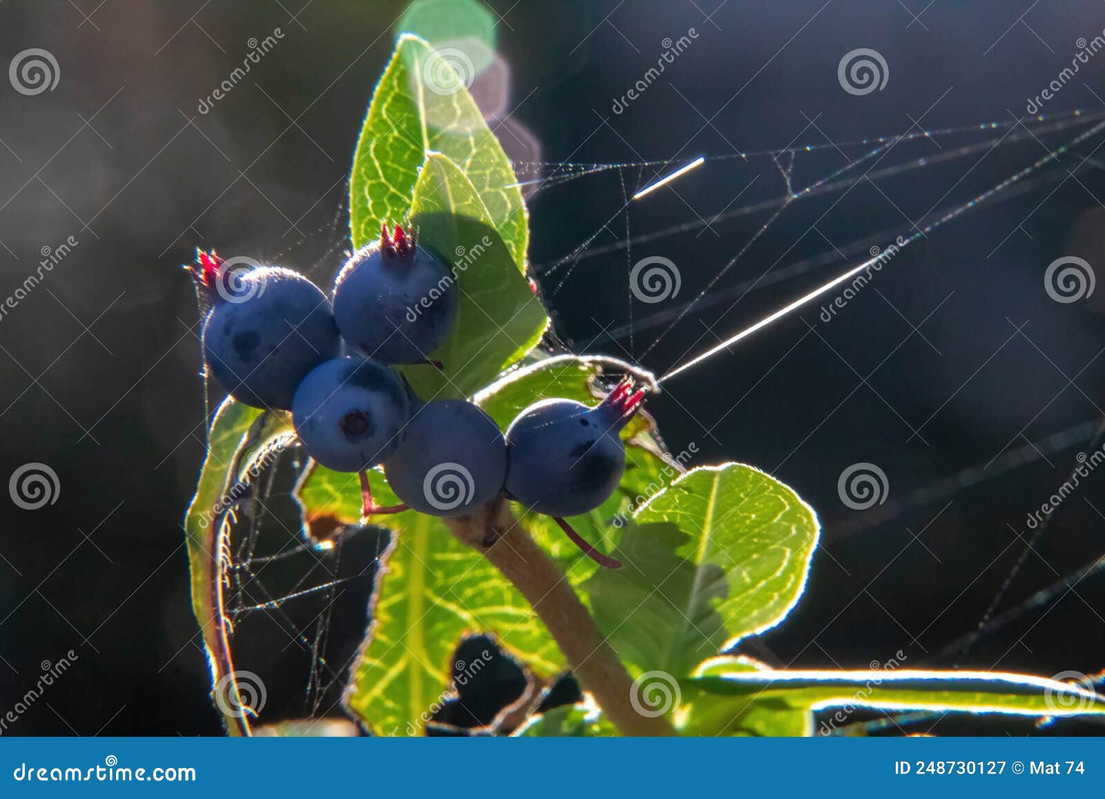 Blueberries on a branch stock image. Image of garden - 248730127