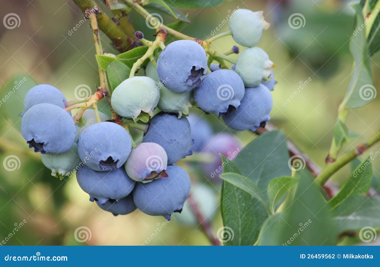 Blueberries on a branch stock photo. Image of antioxidant - 26459562