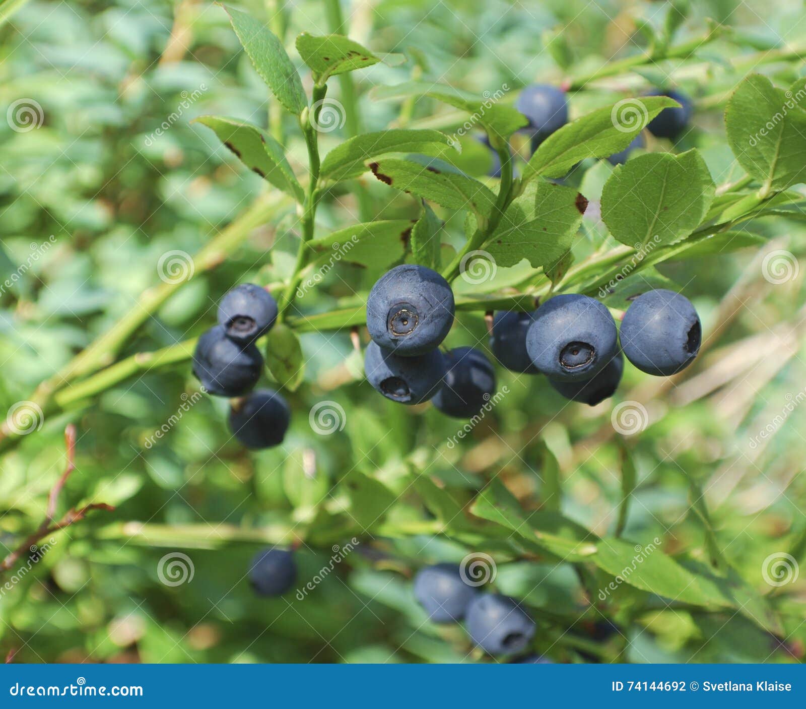 Blueberries Branch in the Forest. Stock Photo - Image of berry, season ...