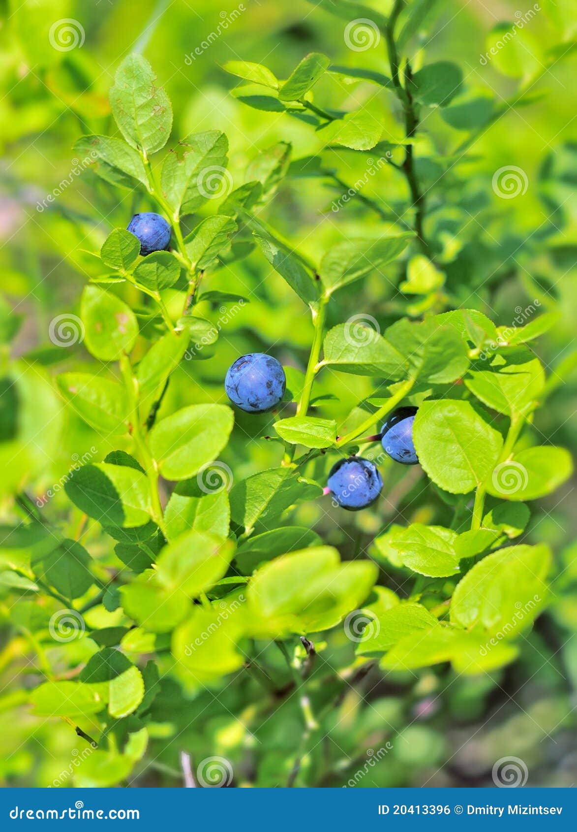 Blueberries Branch. Huckleberry Stock Photo - Image of organic, food ...