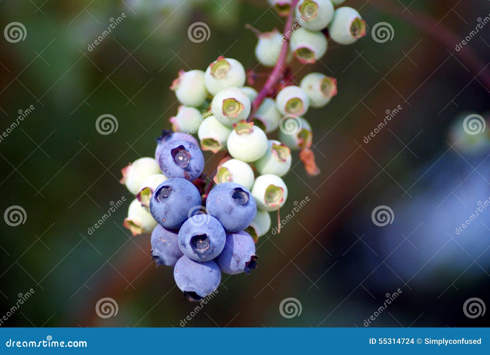 Blueberries on a branch stock photo. Image of unripe - 55314724