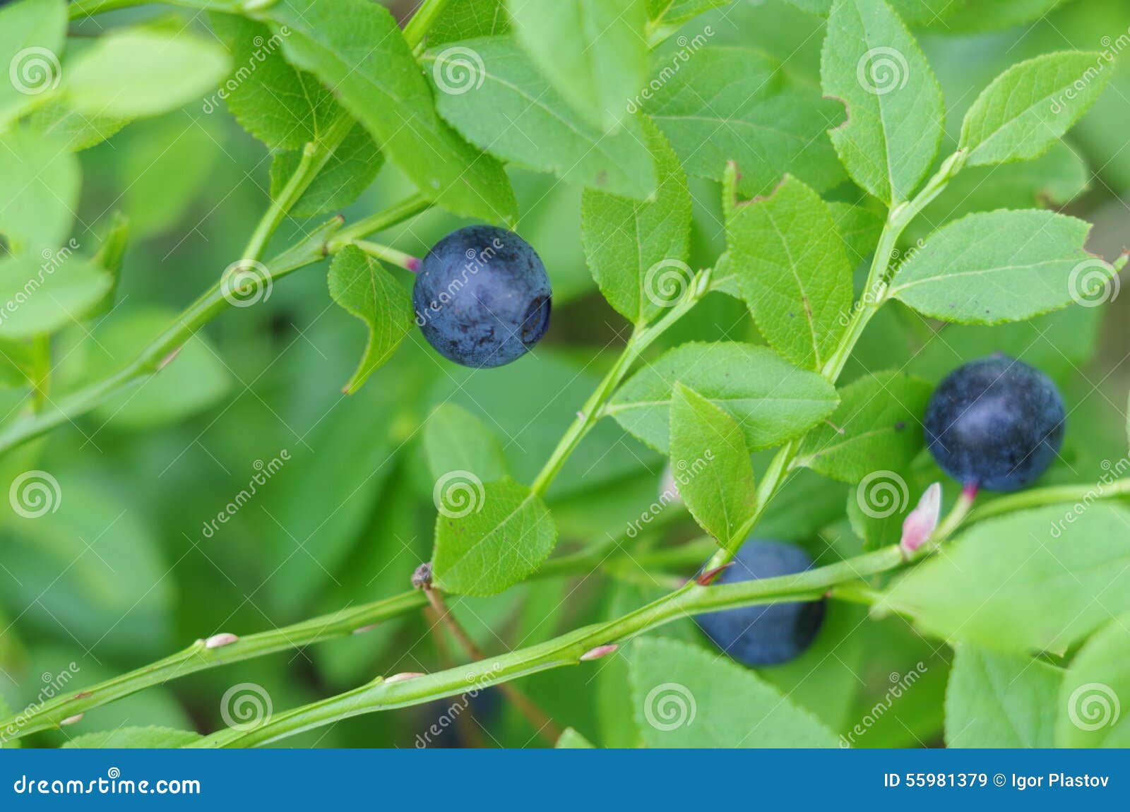 Blueberries branches stock image. Image of fruits, green - 55981379