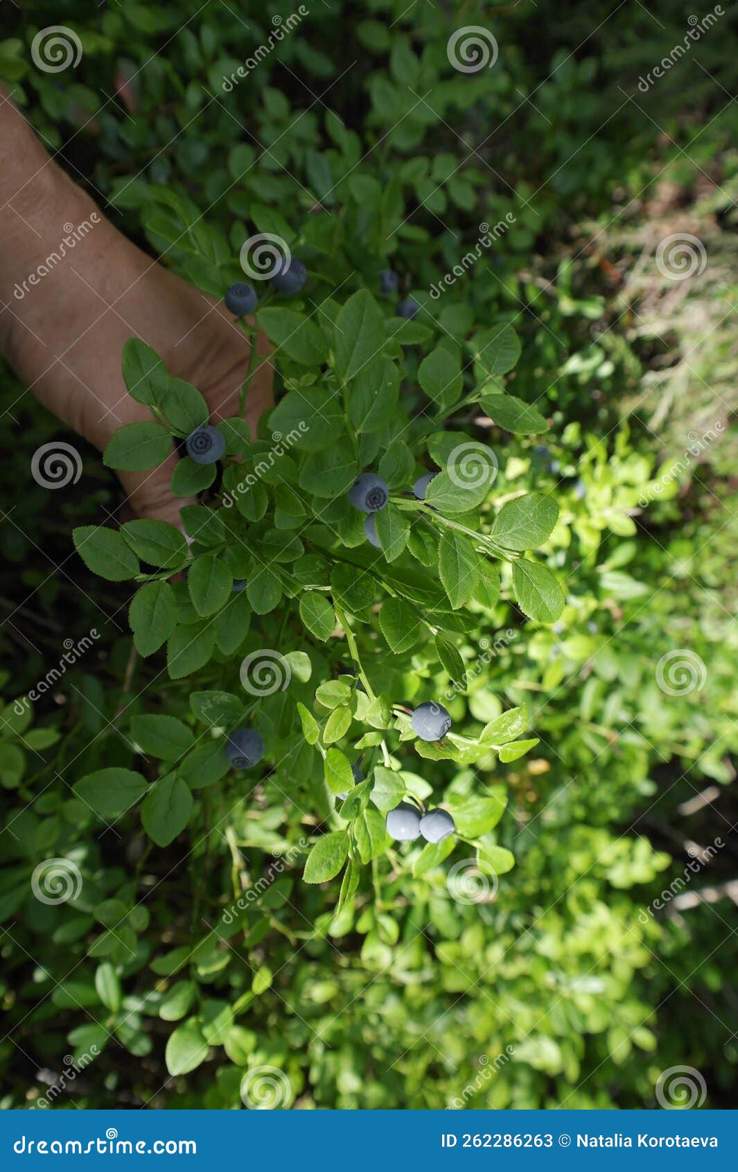 Blueberries in the forest stock image. Image of grass - 262286263