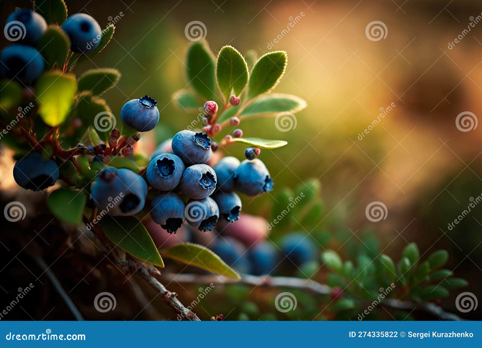 Blueberries on a Bush in the Forest. Stock Illustration - Illustration ...