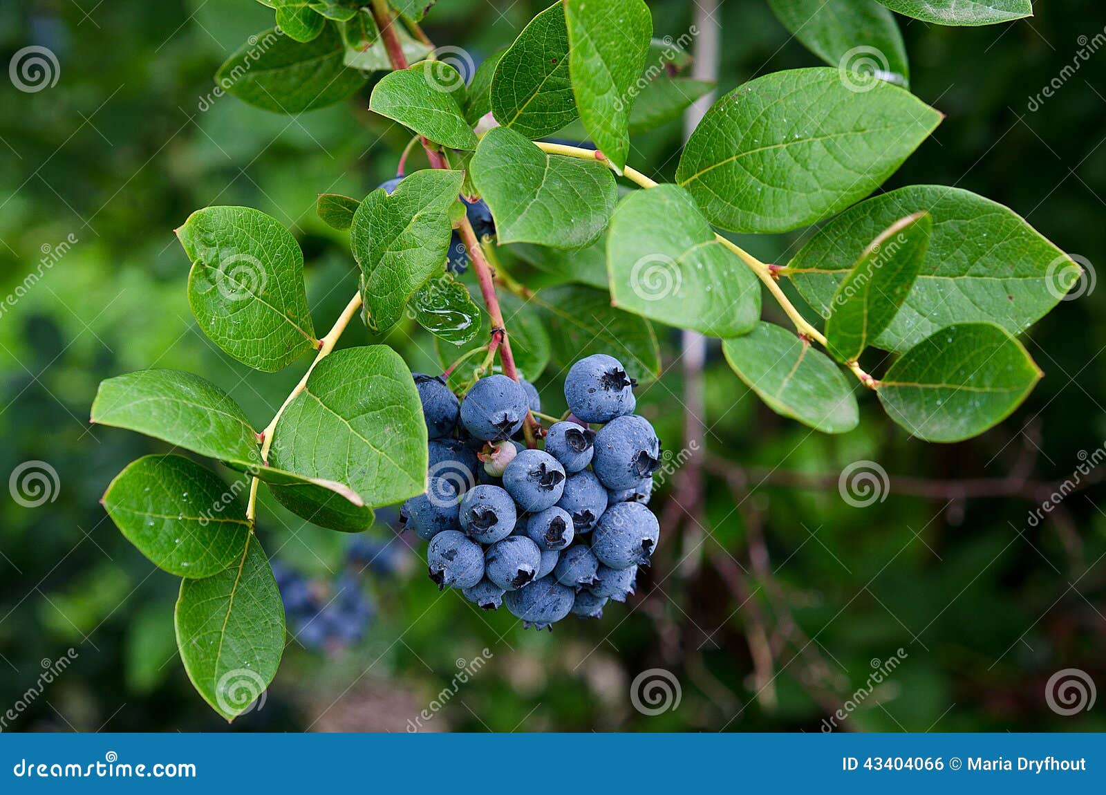Blueberries on bush stock photo. Image of agriculture - 43404066