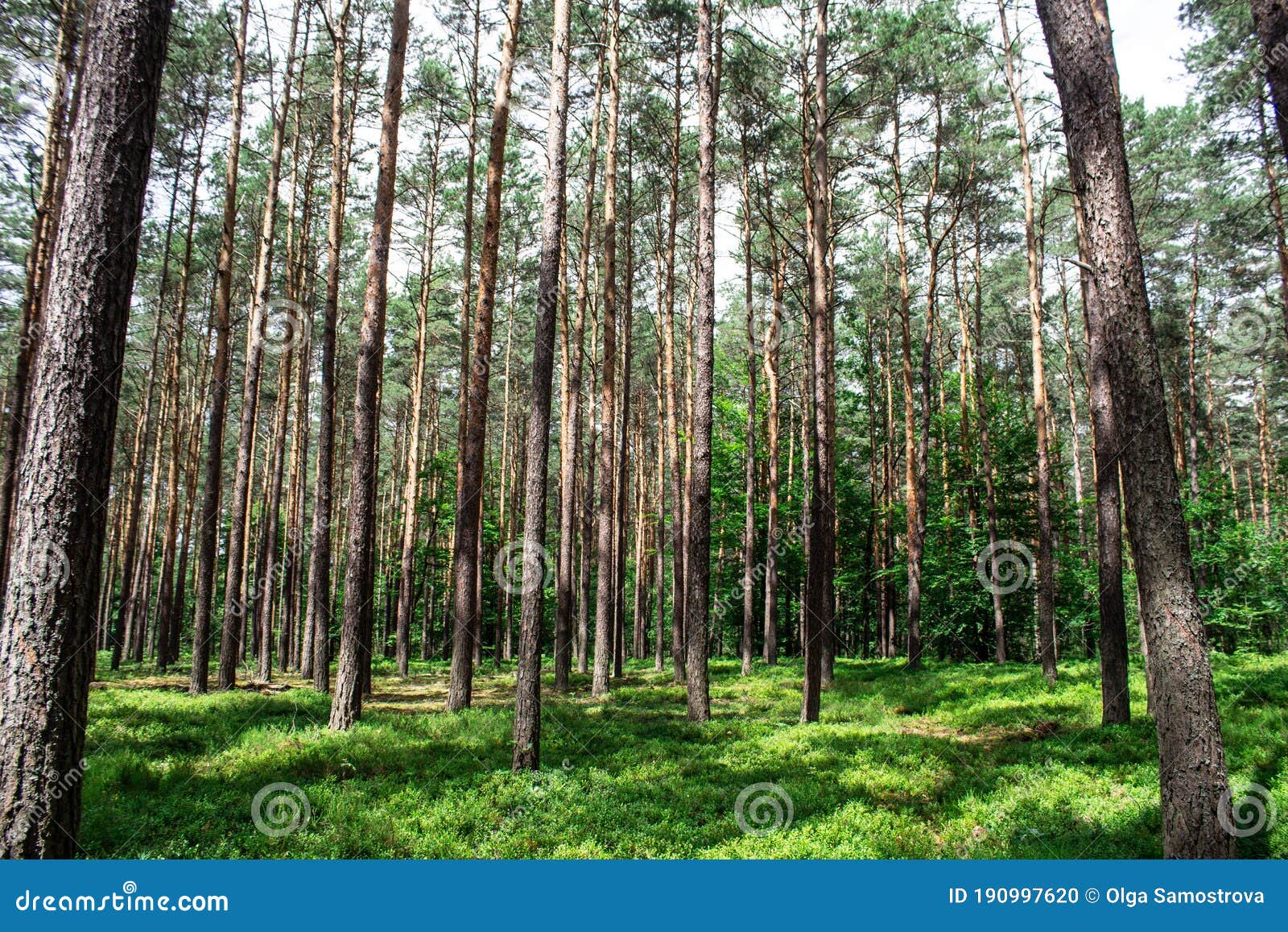 Blueberries in the Forest. Beautiful Summer Forest. Collecting Berries ...