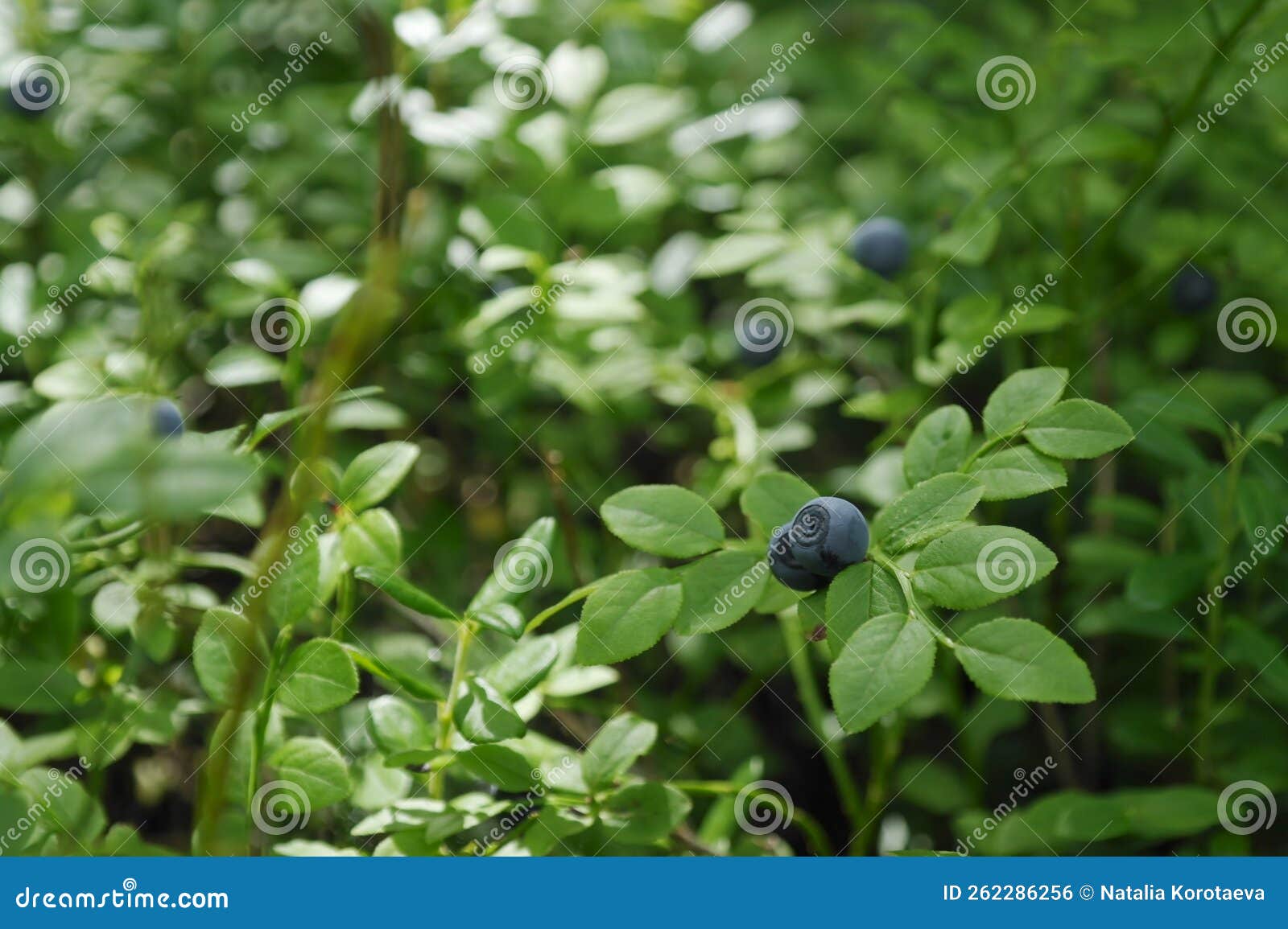 Blueberries in the forest stock photo. Image of green - 262286256