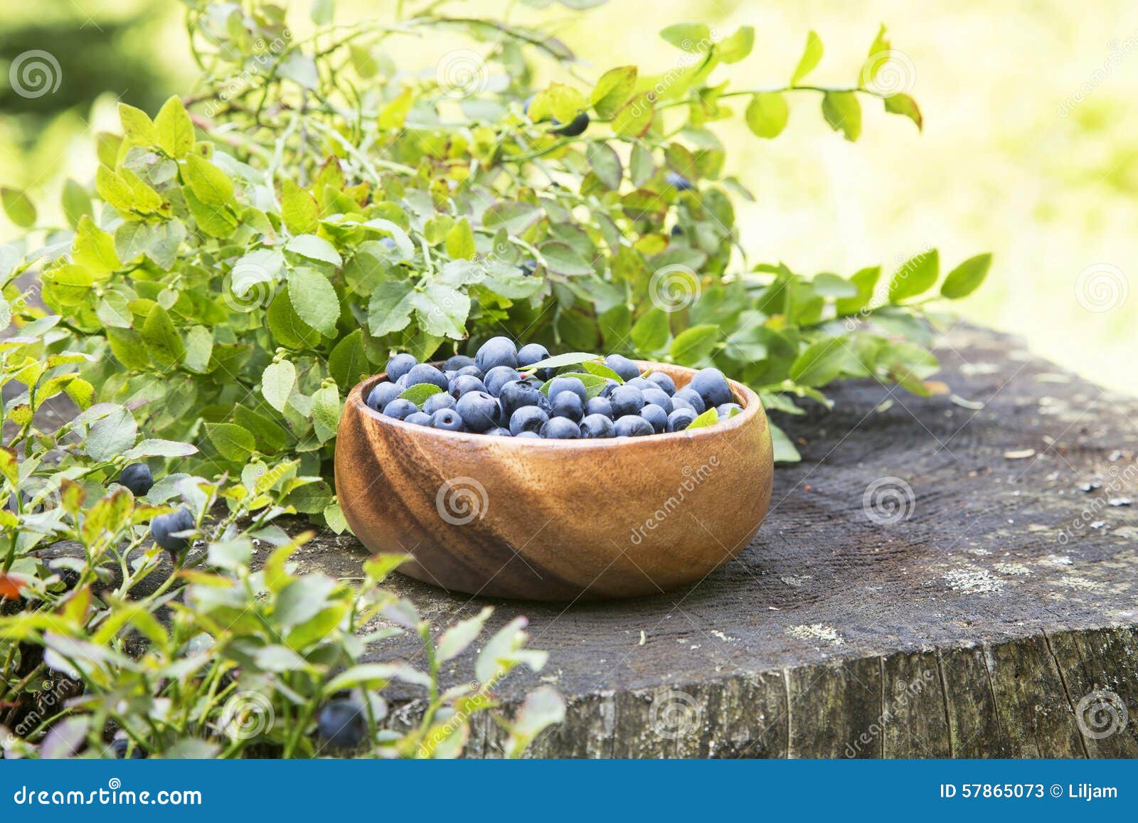 Blueberries in the Forest Summer Light Stock Image - Image of green ...