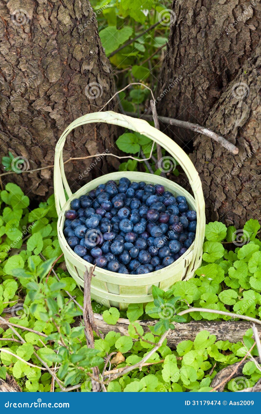 Blueberries stock photo. Image of basket, ingredient - 31179474
