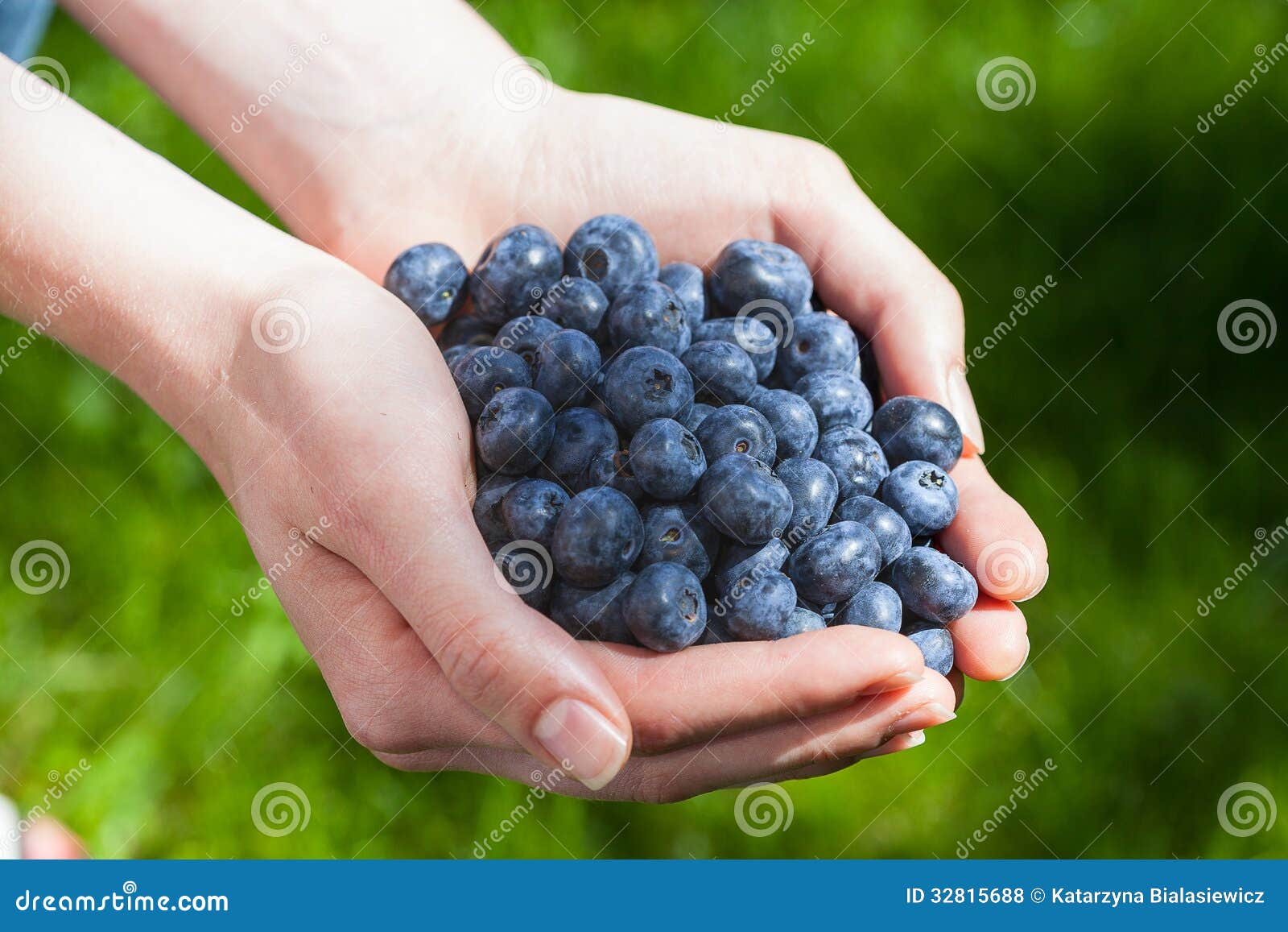116 Navy Blueberries Stock Photos - Free & Royalty-Free Stock Photos ...