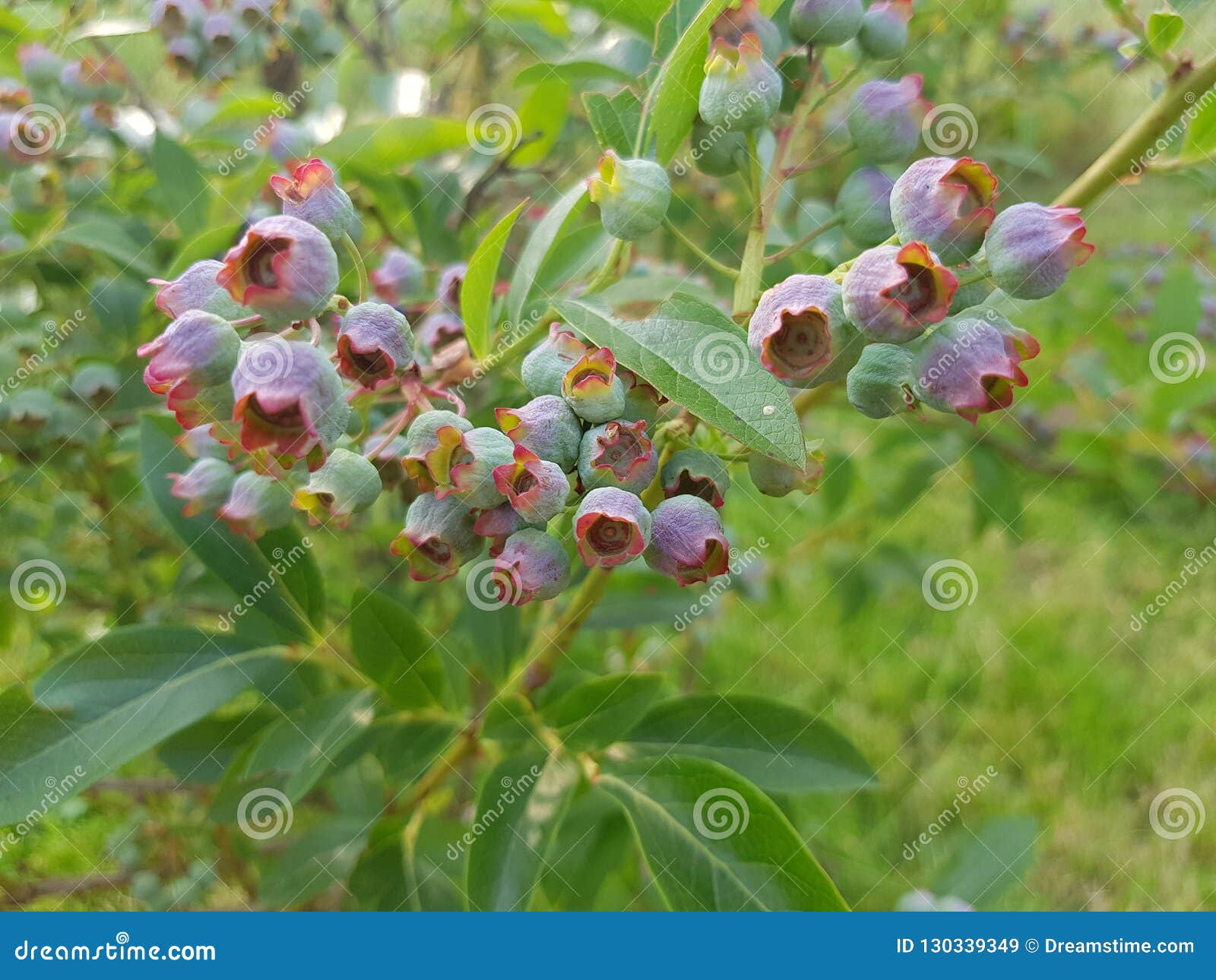 Blueberries stock image. Image of nature, garden, blueberry - 130339349
