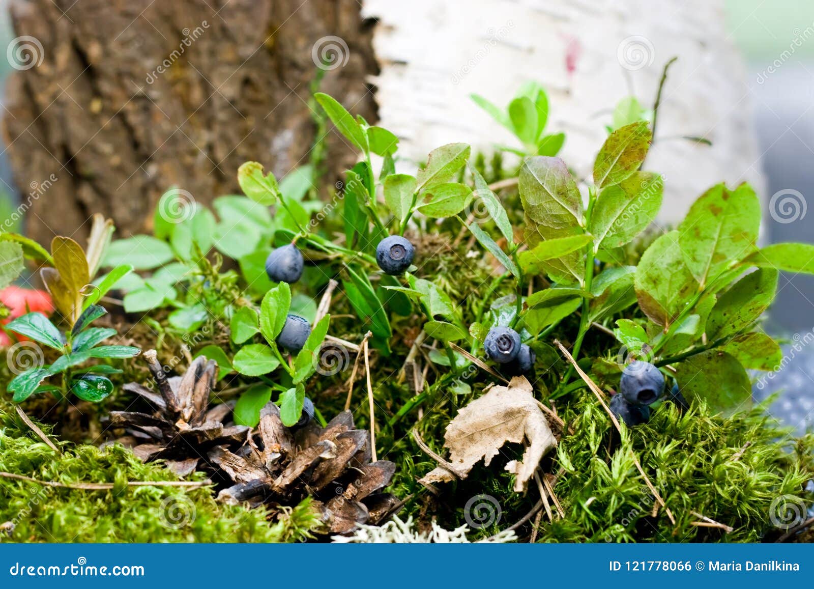 Blueberries Grow in the Forest Stock Photo - Image of horticultural ...