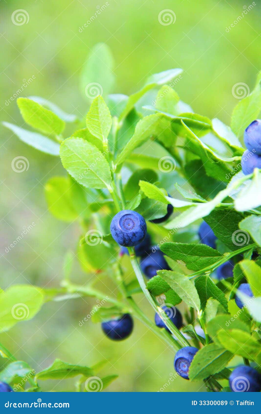 Blueberries stock image. Image of grow, freshness, bush - 33300089