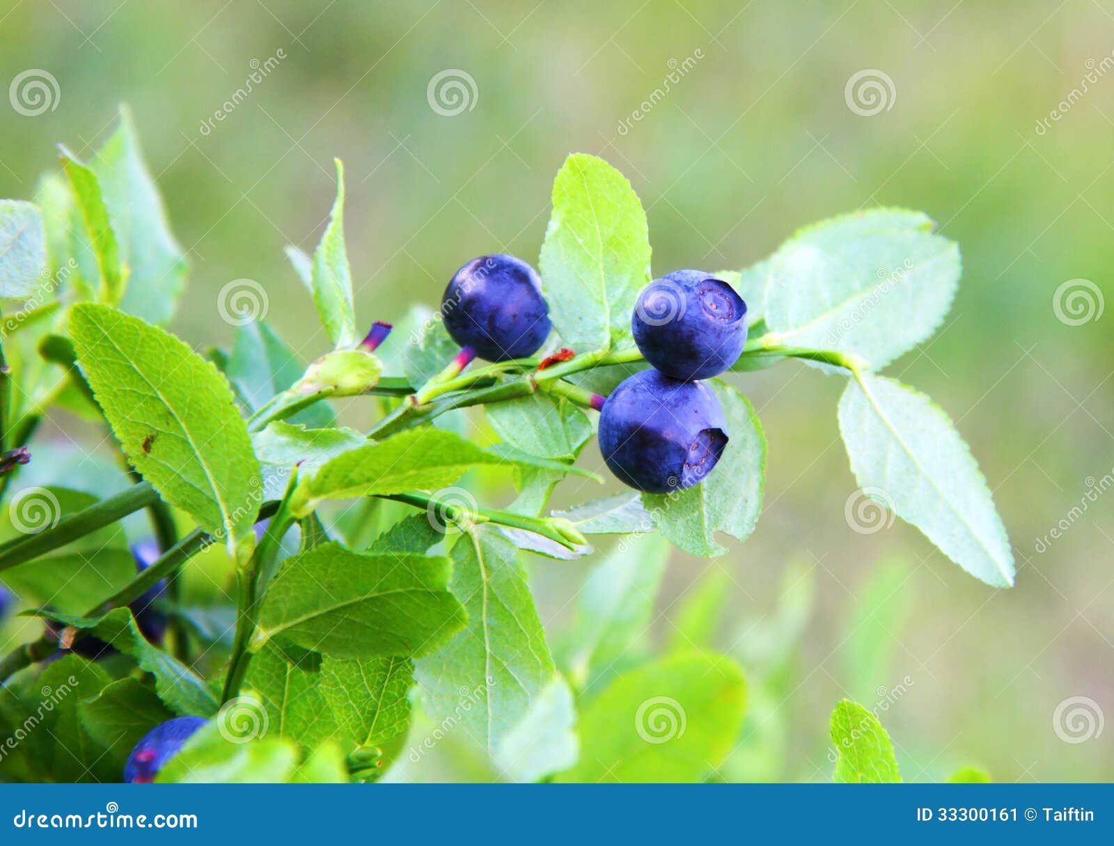 Blueberries stock image. Image of ripe, blueberry, blue - 33300161