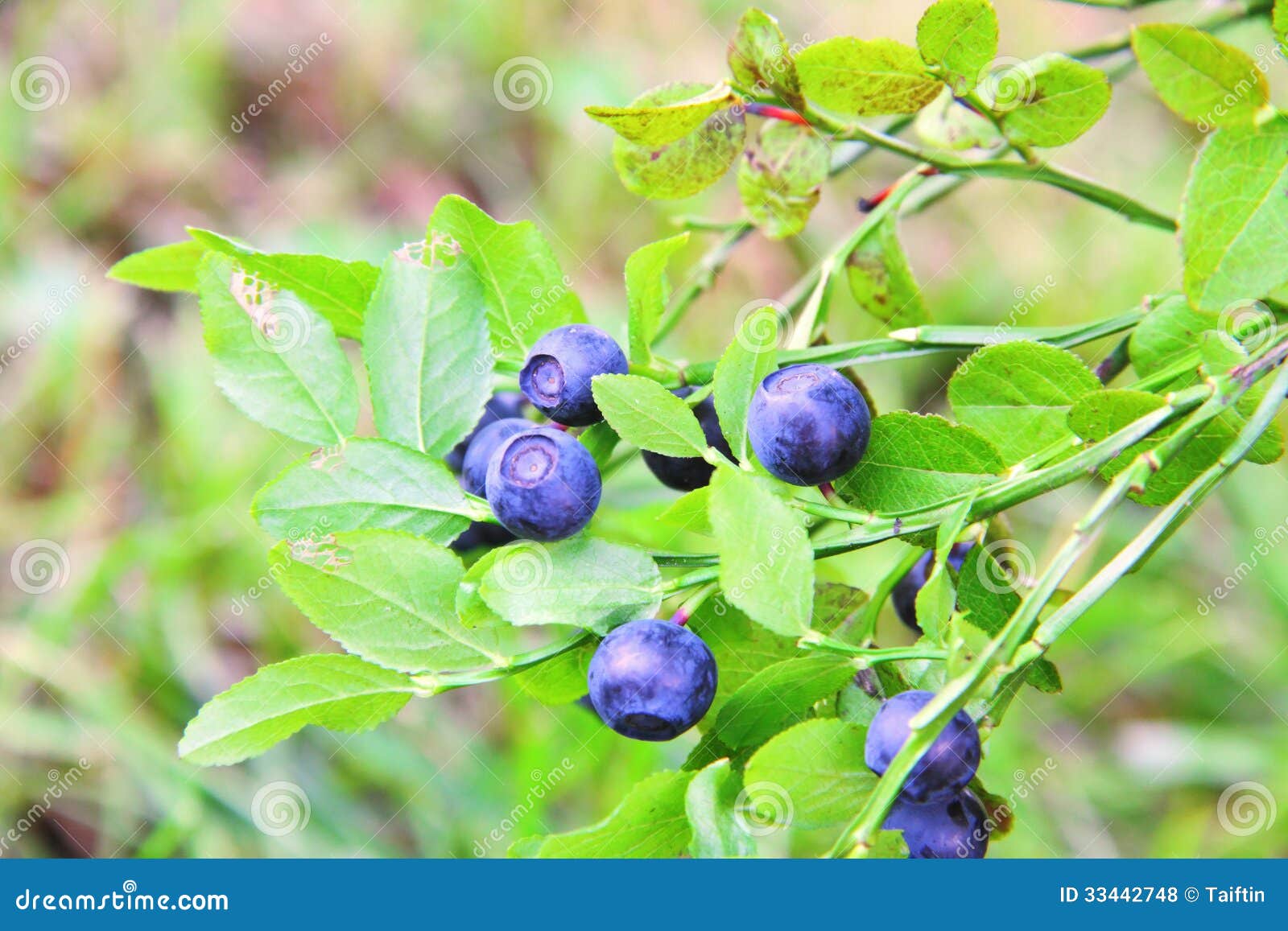 Blueberries Growing on a Branch Stock Photo - Image of organic, green ...