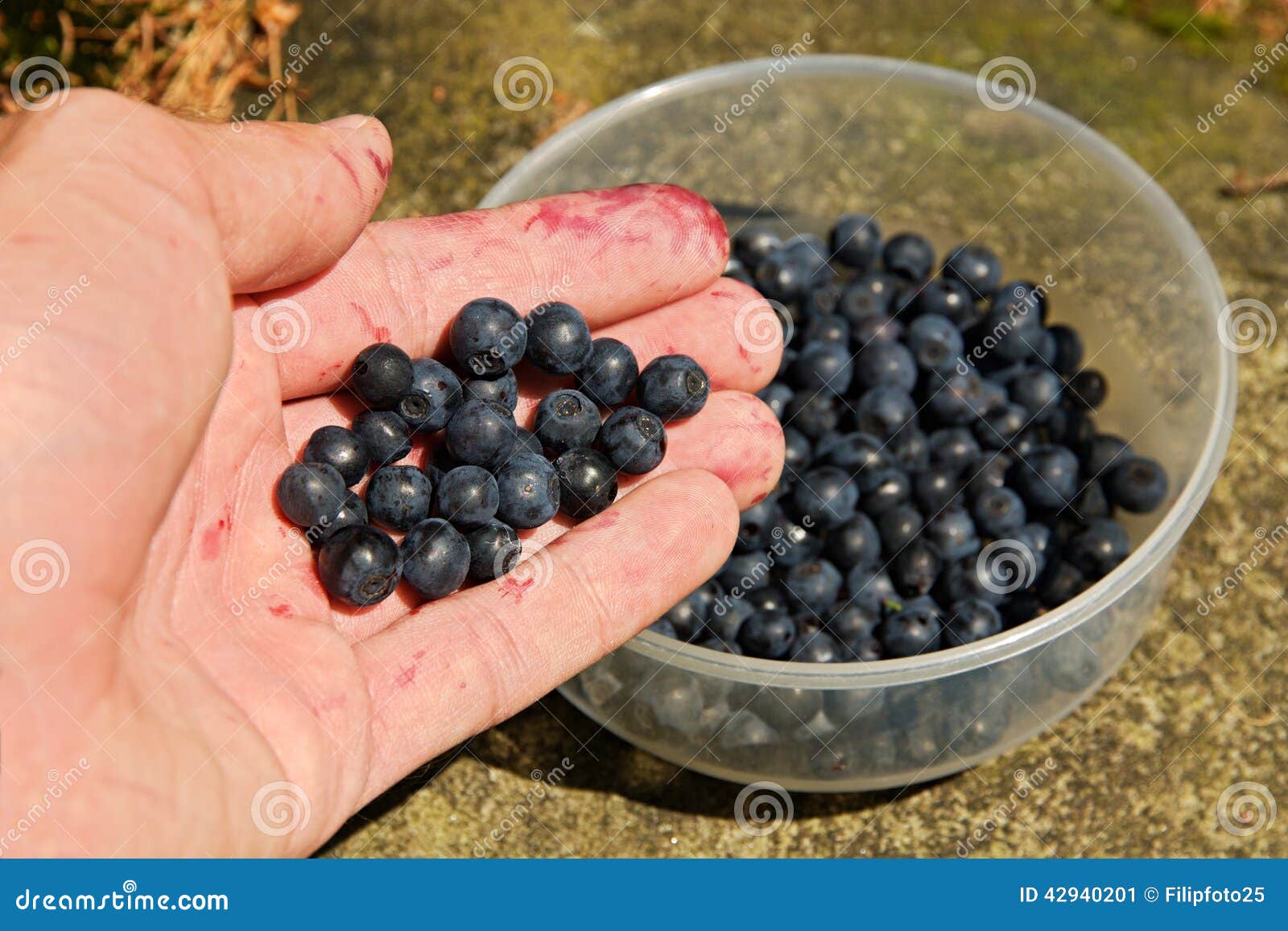 Blueberries in hand stock image. Image of nutritious - 42940201