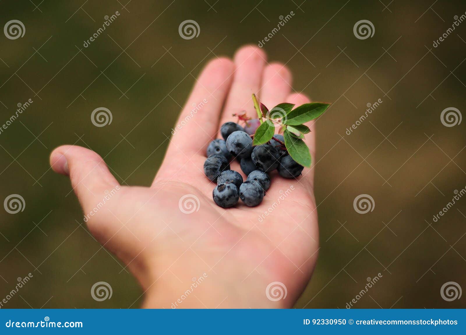 Blueberries In Hand Picture. Image: 92330950