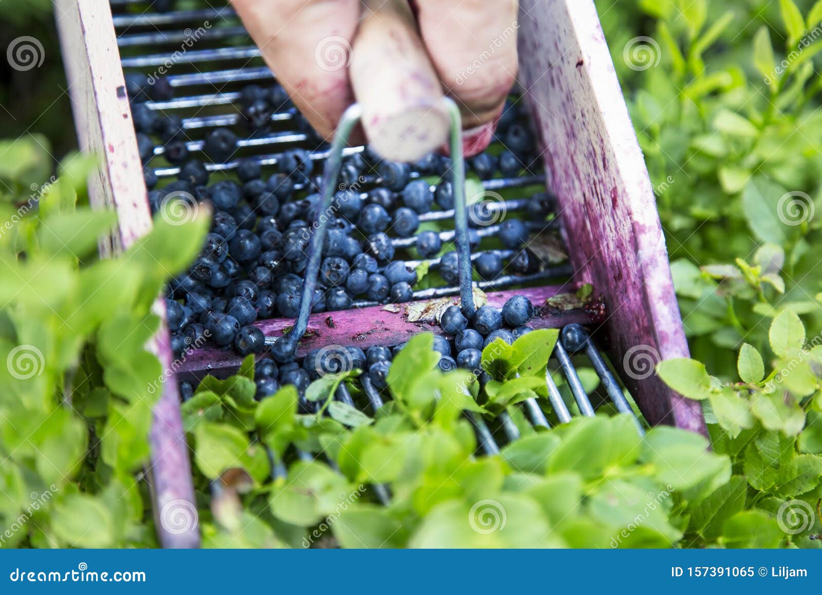 Blueberries hand picker stock image. Image of healthy - 157391065