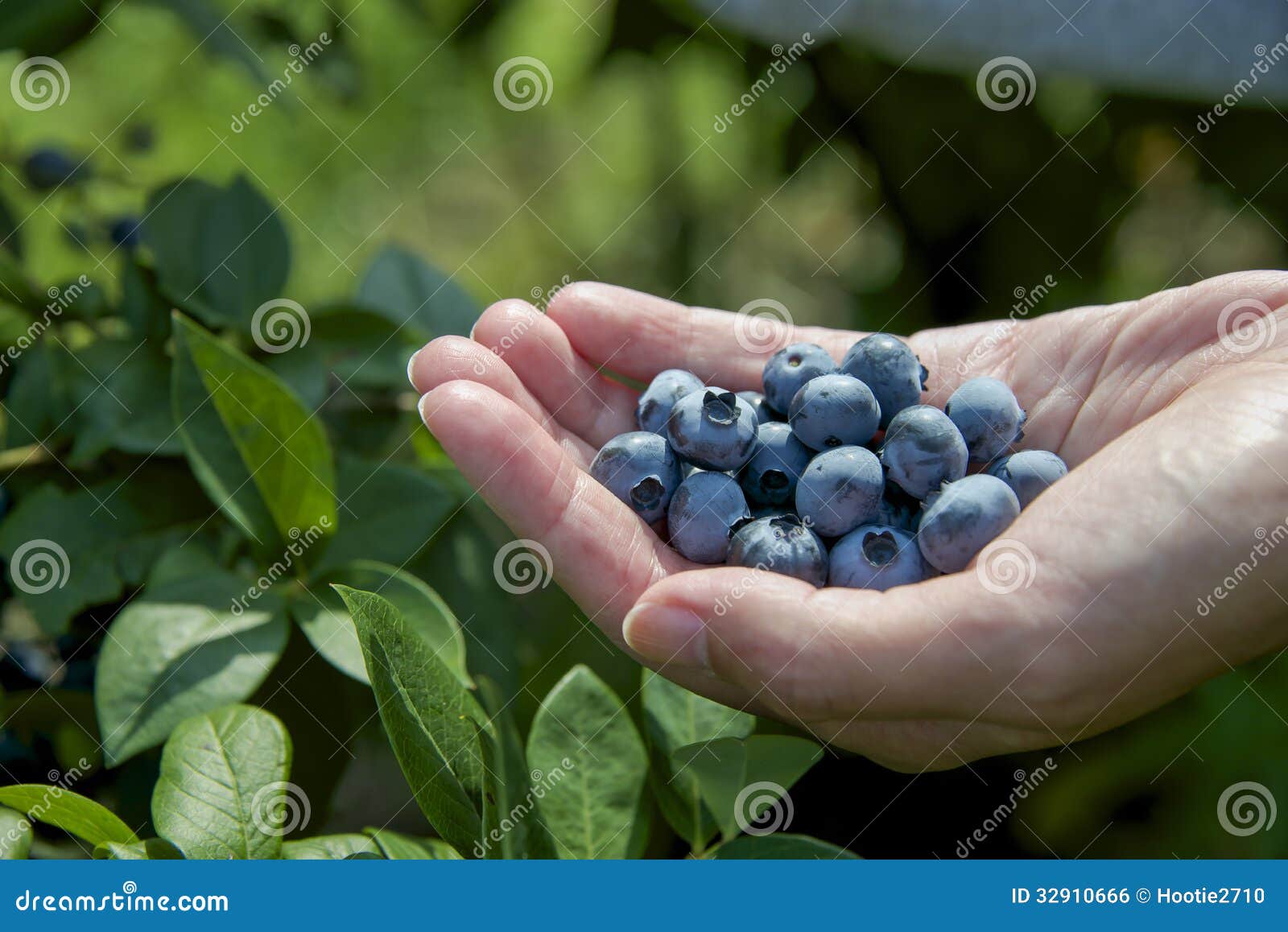 Blueberries in hand stock photo. Image of grab, basket - 32910666