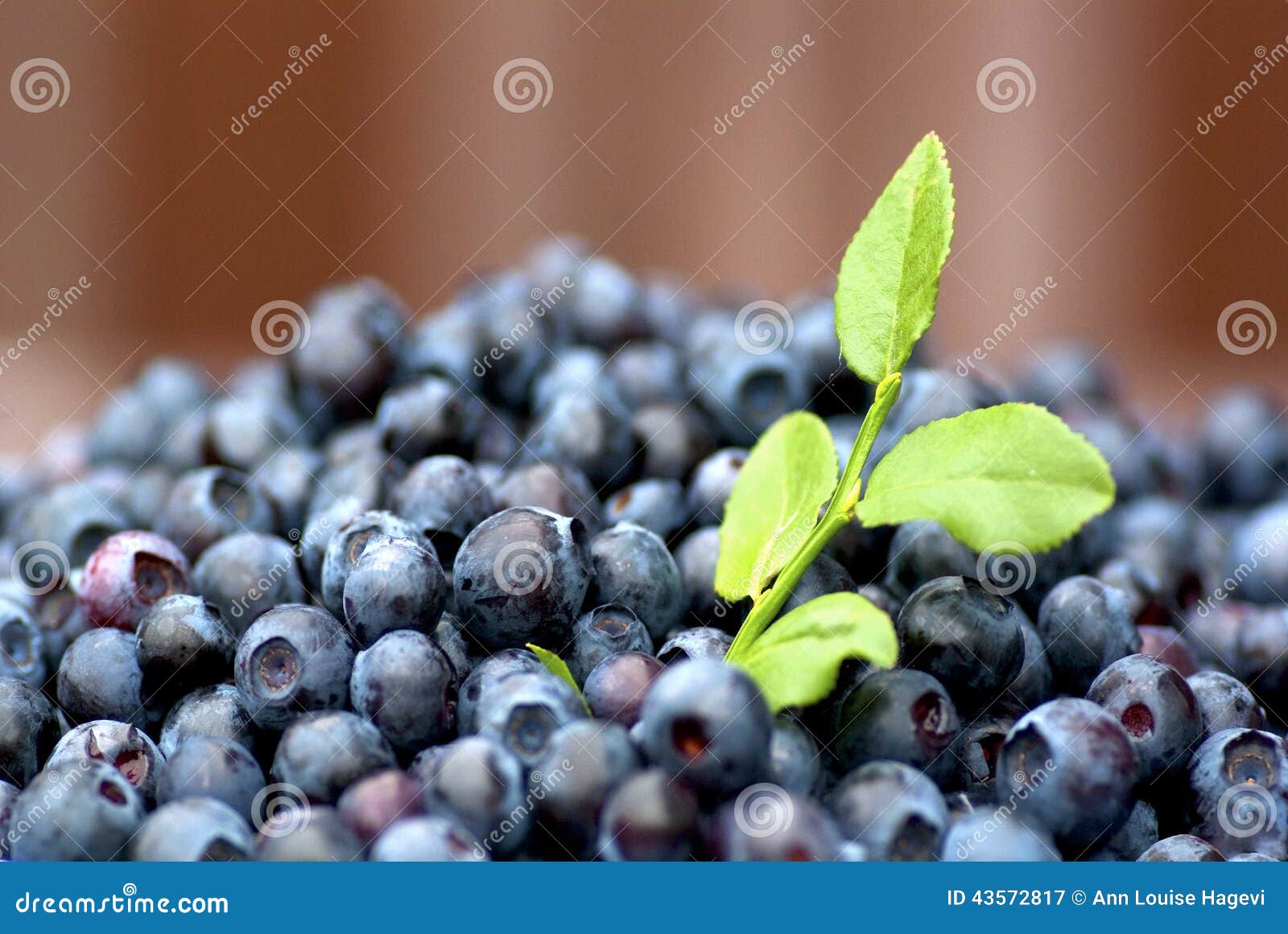 Blueberries stock image. Image of fresh, berry, sprig - 43572817