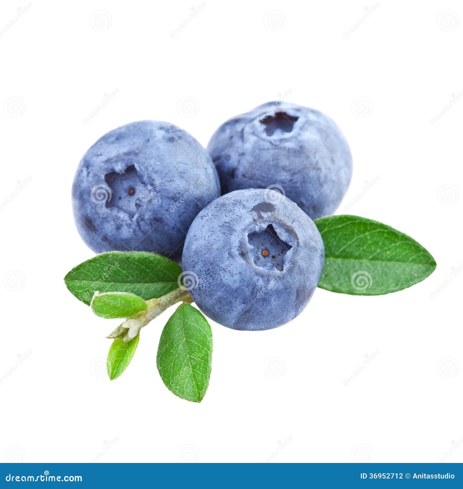 Blueberries isolated stock photo. Image of bunch, ingredient - 36952712