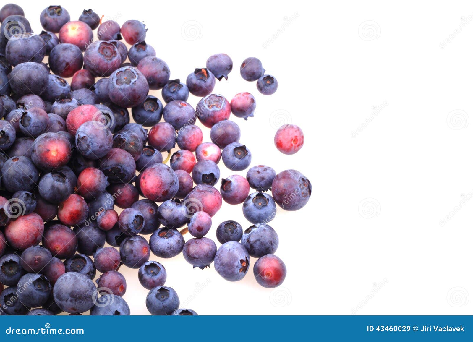 Blueberries Isolated on the White Background Stock Image - Image of ...