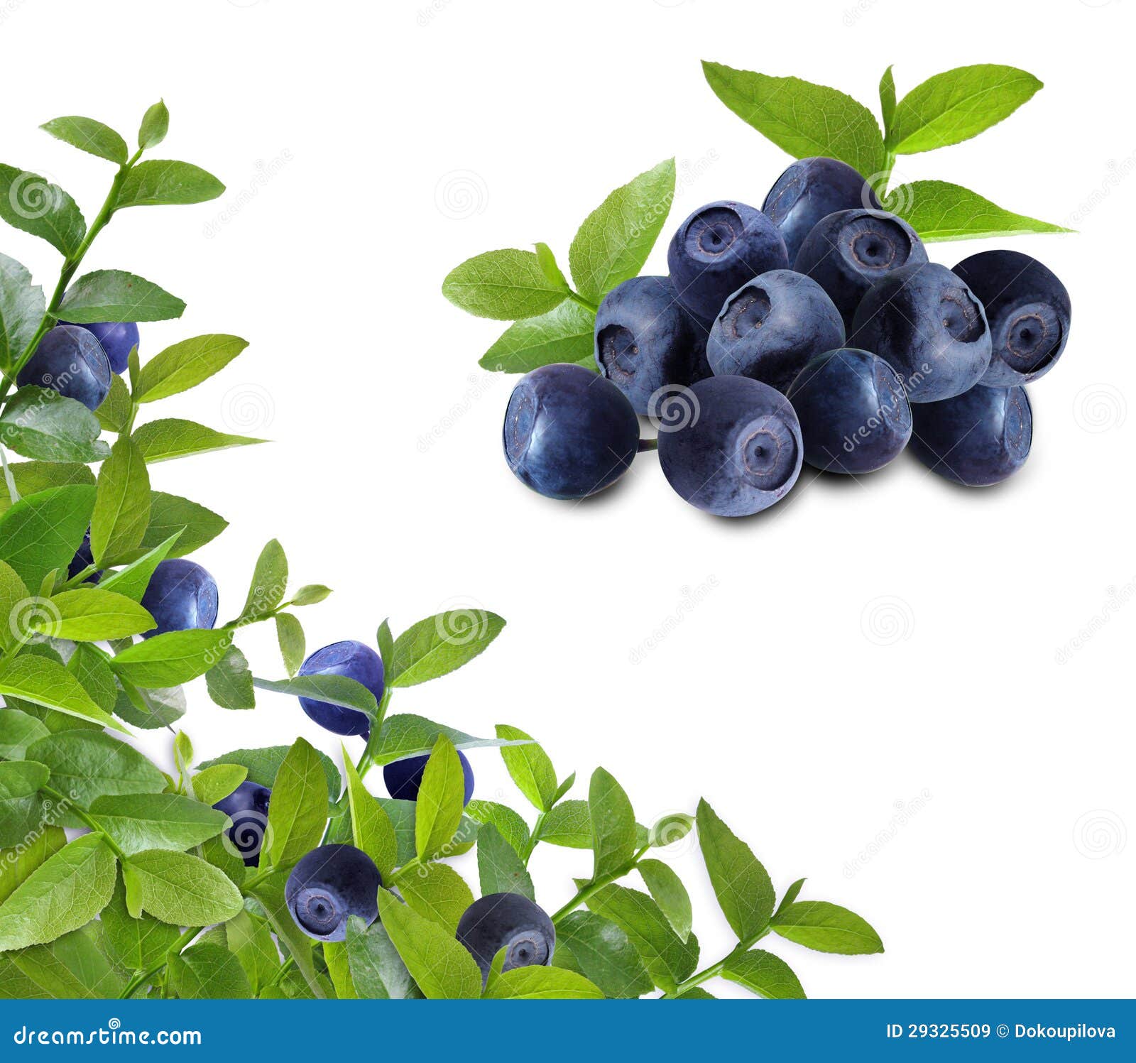 Blueberries_leaves_frame stock image. Image of bilberry - 29325509