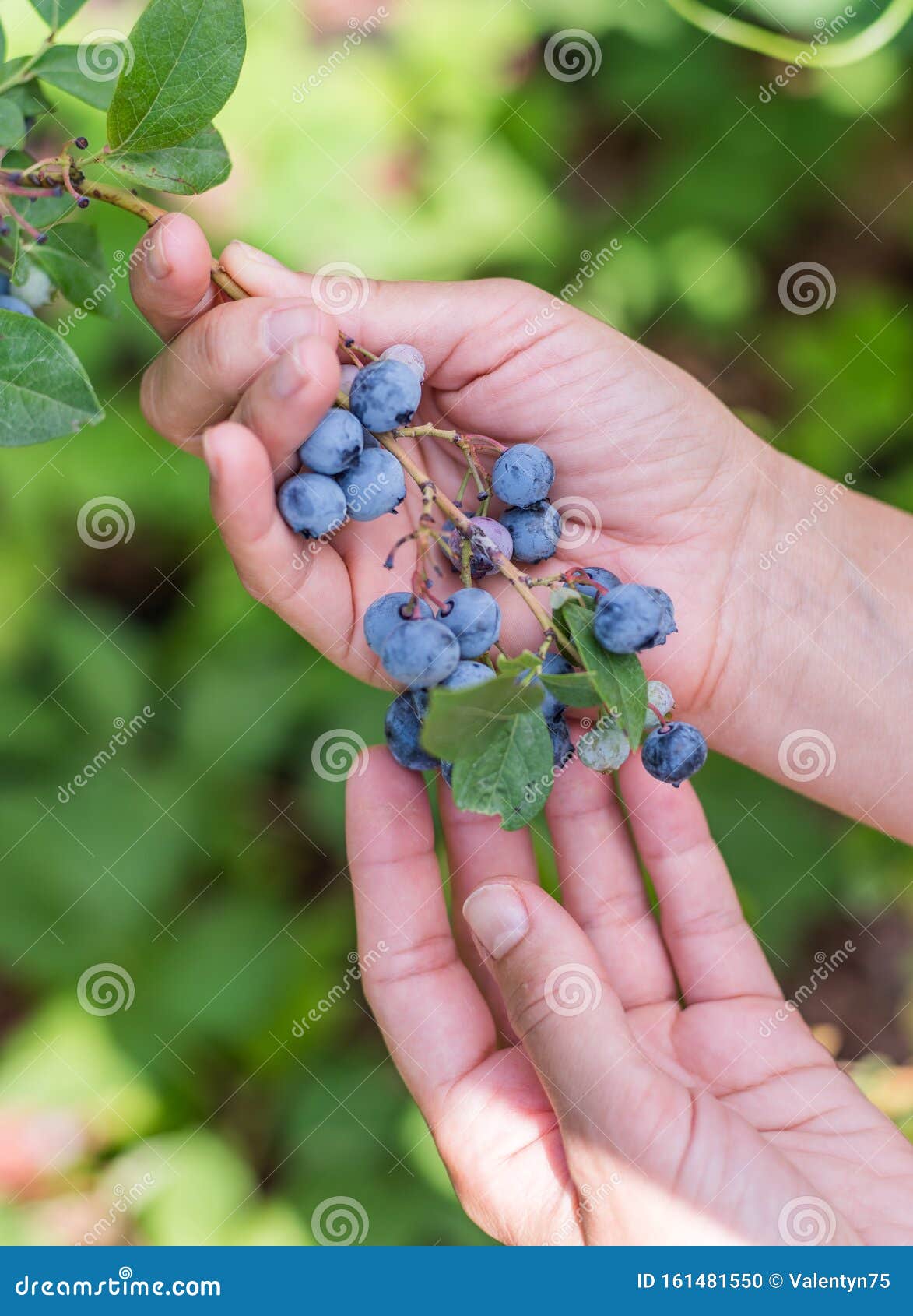 Blueberries Picking. Female Hand Gathering Blueberries Stock Photo ...