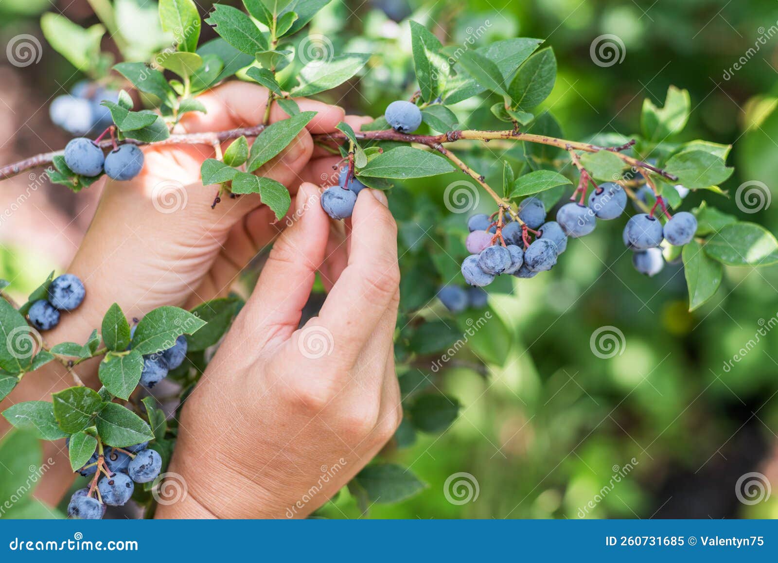 Blueberries Picking. Female Hand Gathering Blueberries Stock Image ...