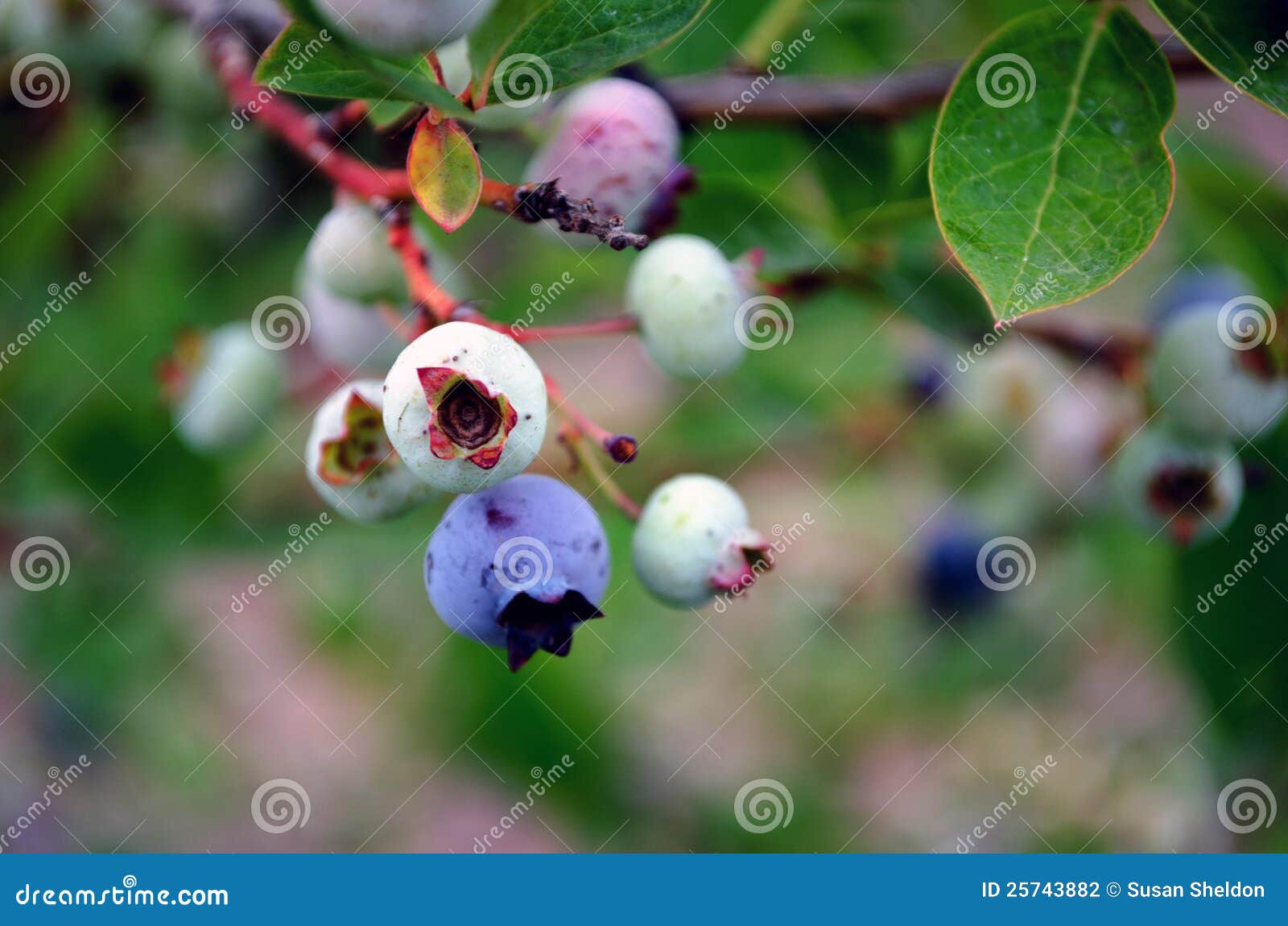 Blueberries almost ripe stock photo. Image of blueberries - 25743882