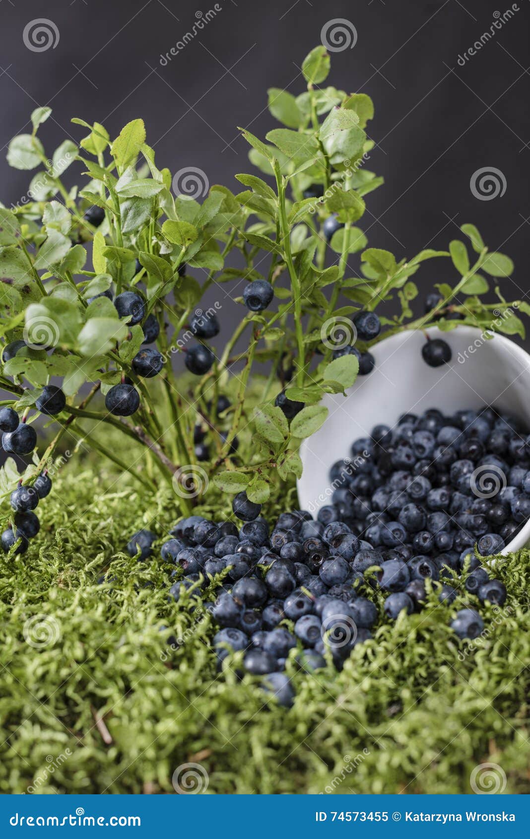 Blueberries Scattered on the Green Moss Stock Image - Image of berry ...