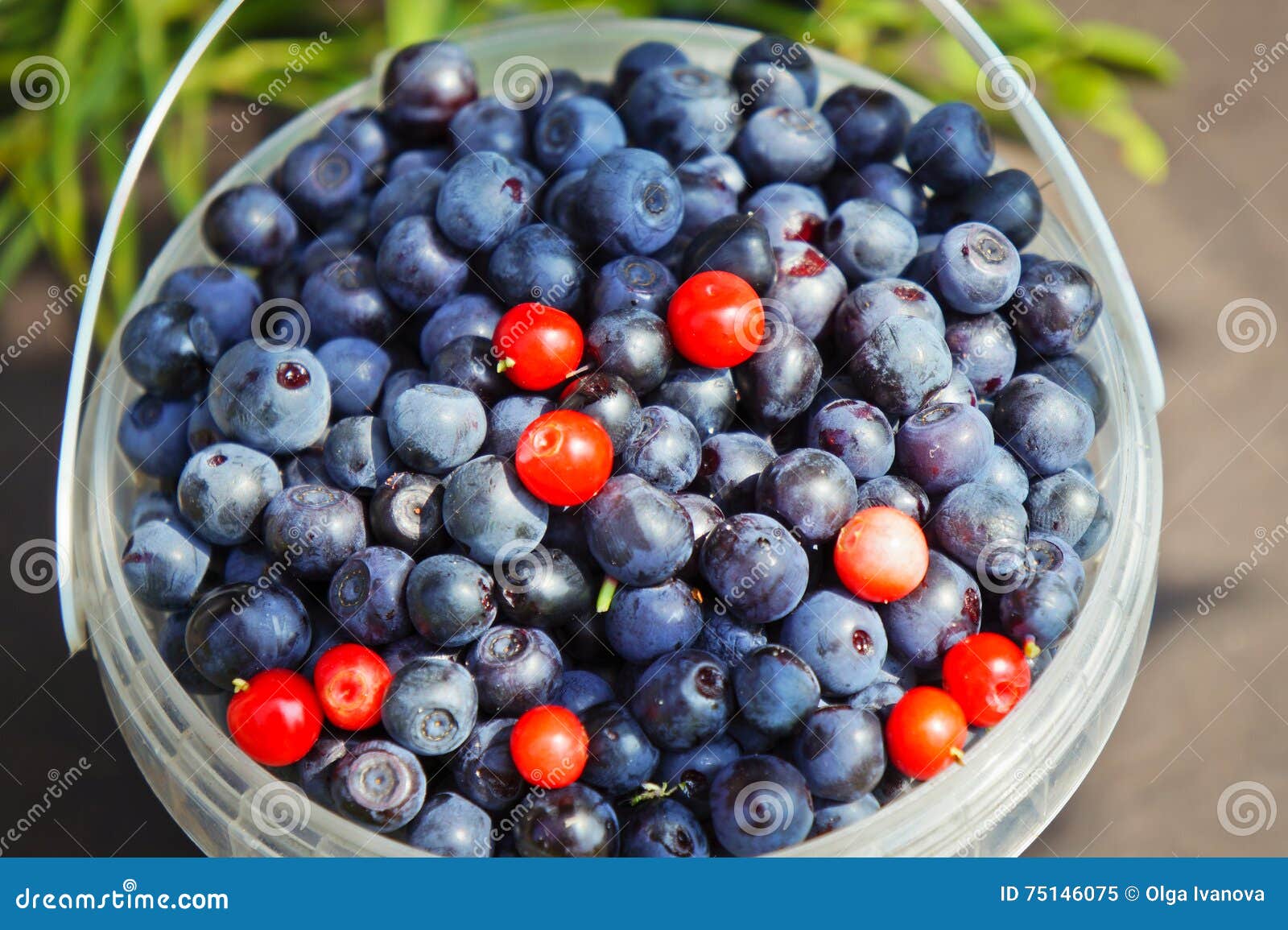 Blueberries in Small Bucket Stock Image - Image of ripe, plants: 75146075