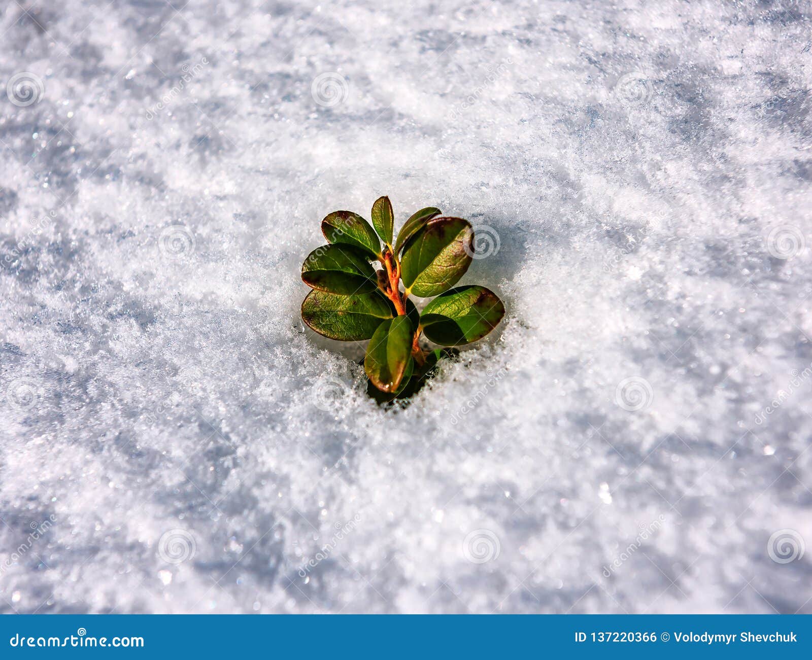 Blueberries Sprout from the Snow Stock Photo - Image of freshness ...