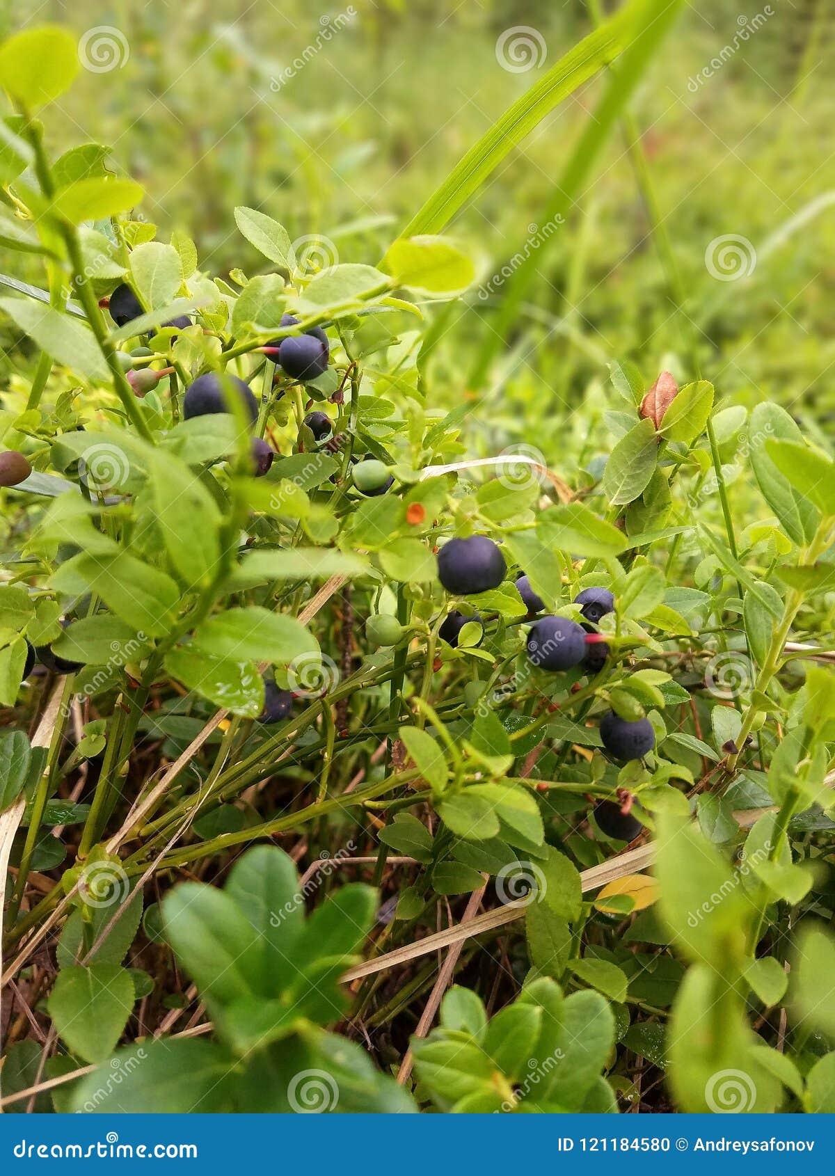 Blueberries in the Summer Forest Stock Photo - Image of days, weather ...
