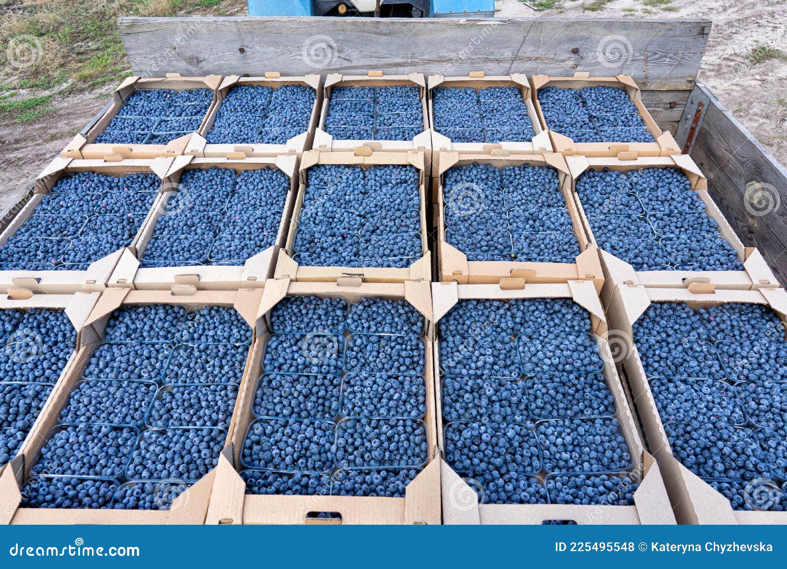Blueberries transportation stock photo. Image of harvesting - 225495548