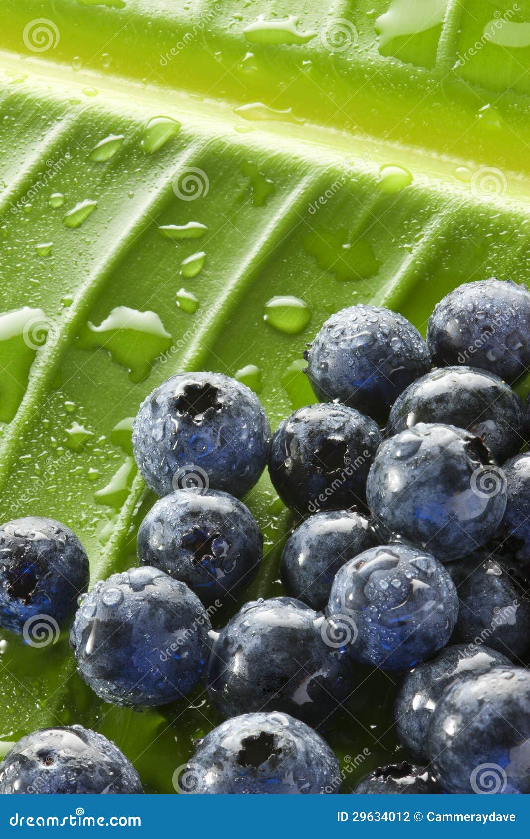 Blueberries Water Drops Leaf Background Stock Photo - Image of fresh ...