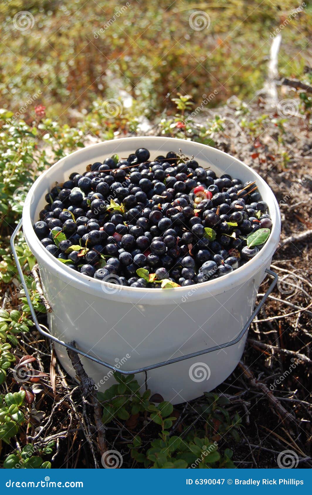 Blueberries in White Bucket Stock Image - Image of lots, branches: 6390047